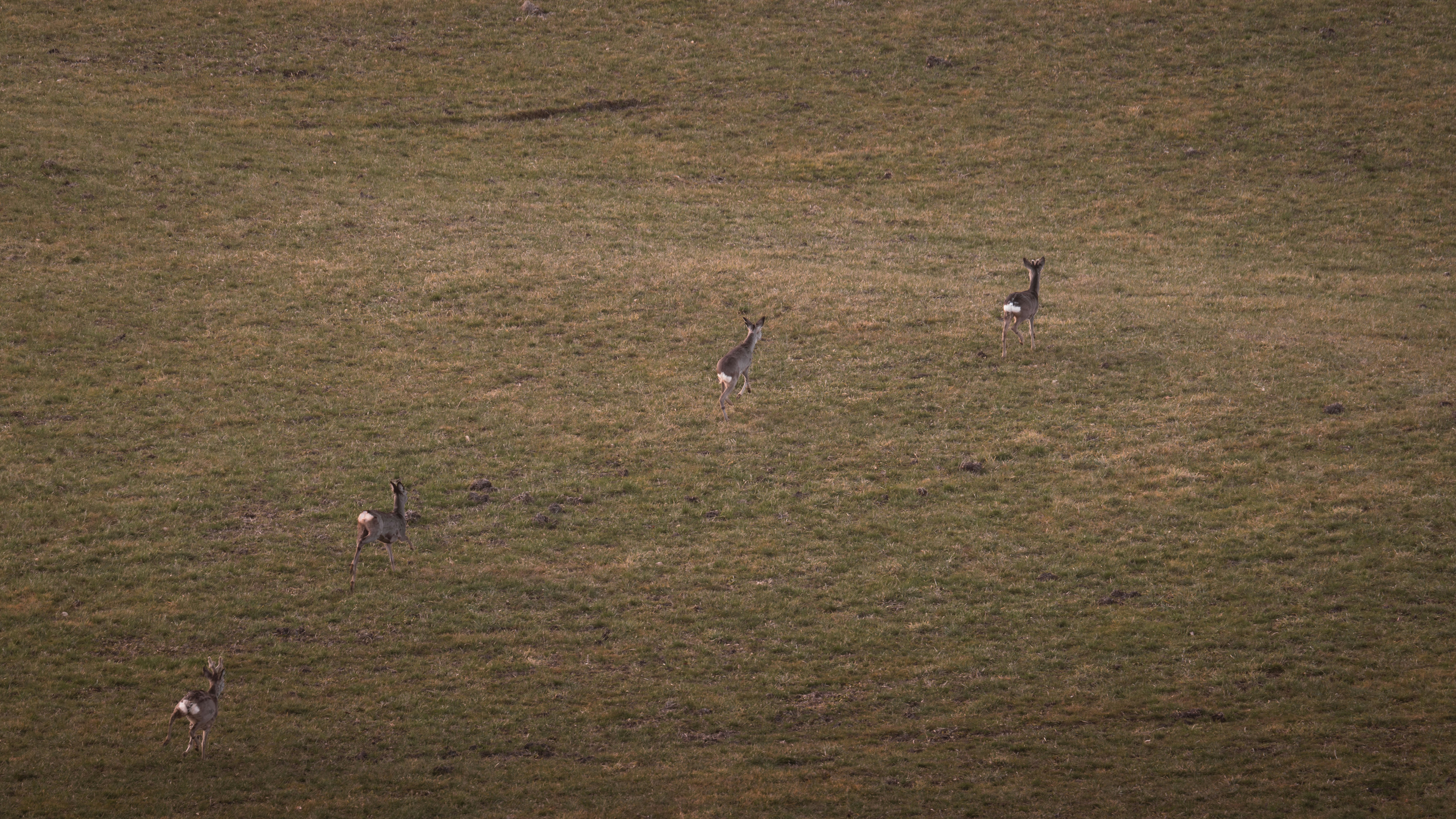Whispering Herd Across a Quiet Meadow