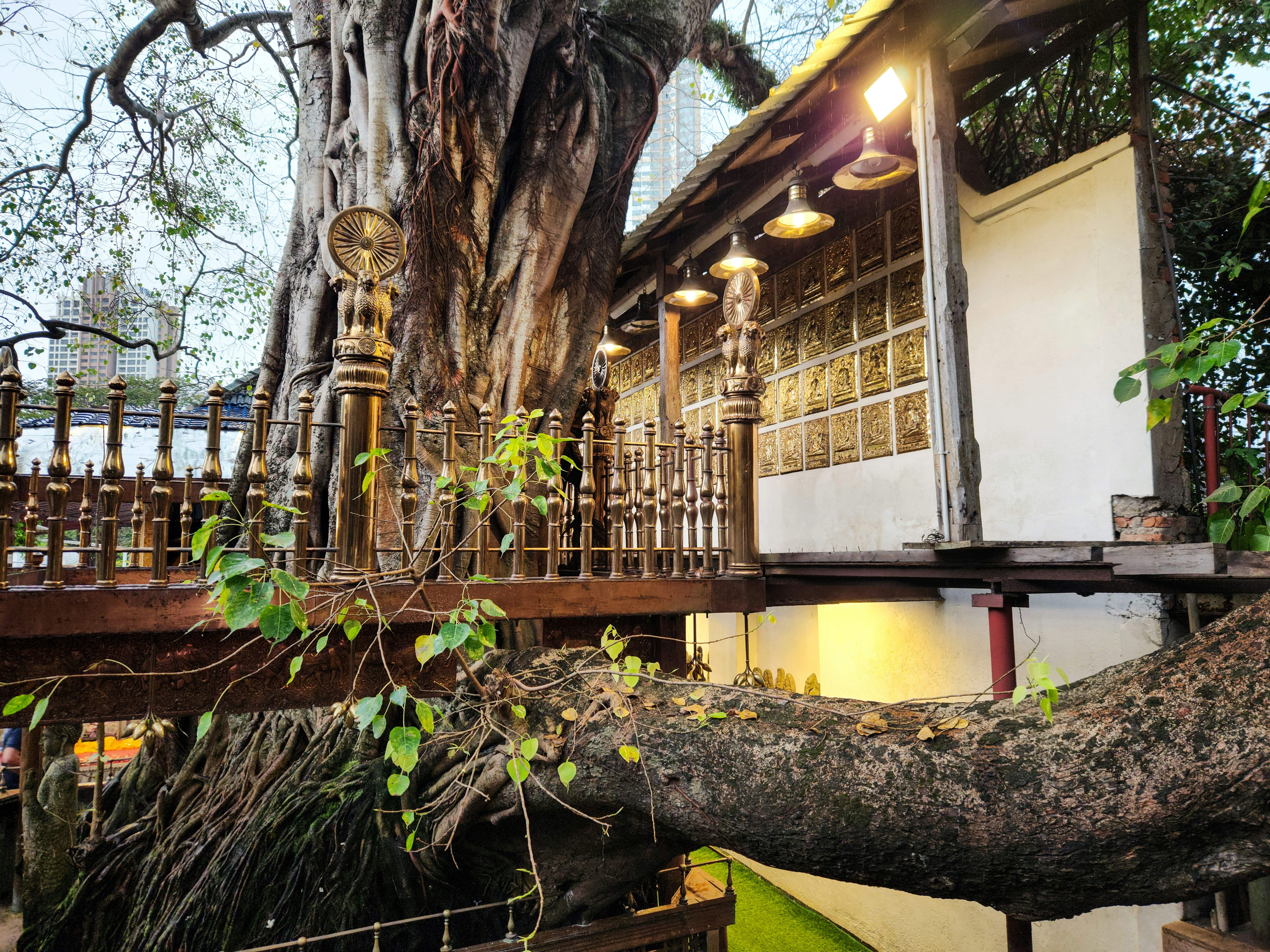 A treehouse restaurant built around a massive tree. photo – Free ...