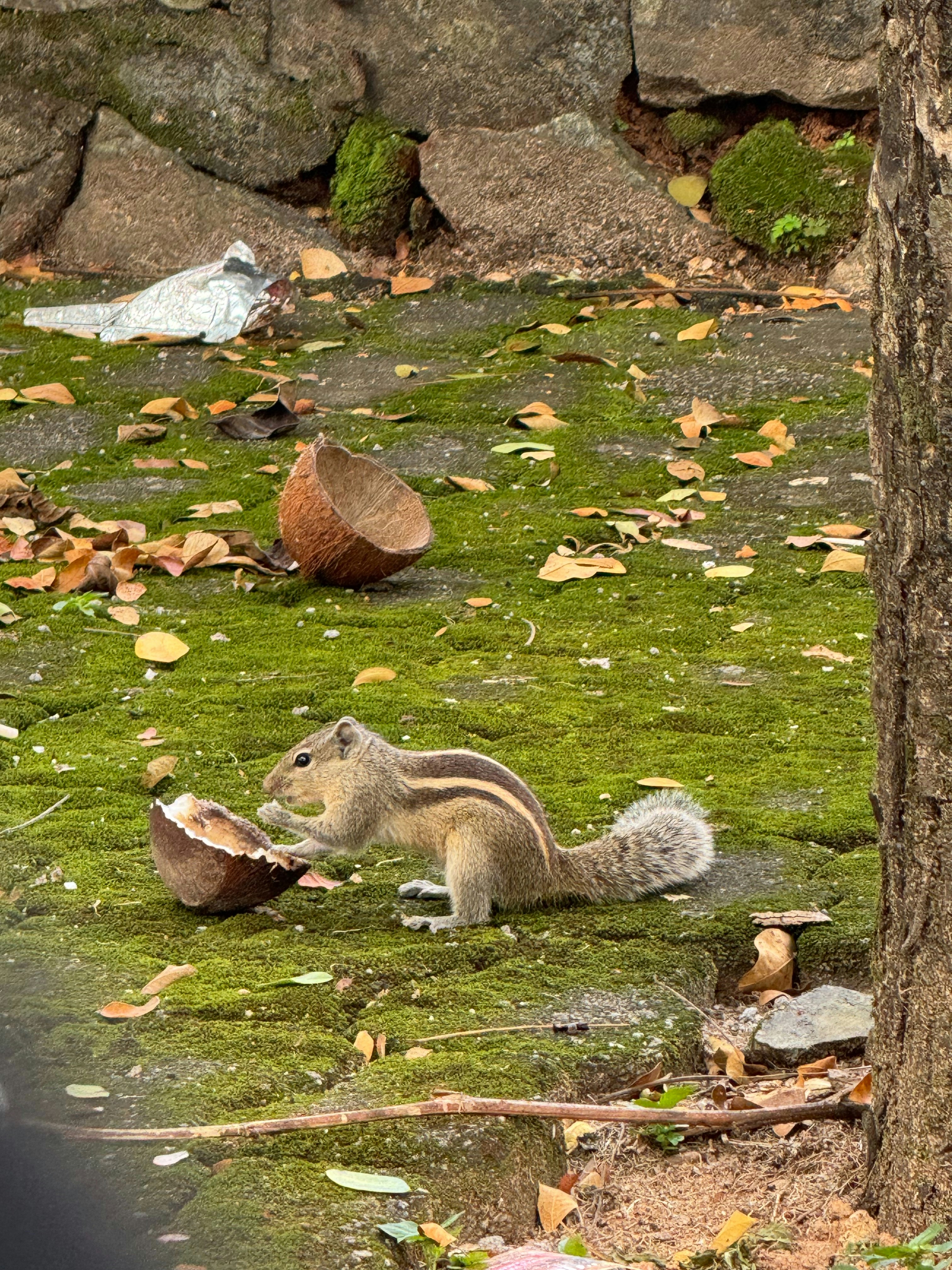 Nutcracking in the Moss: A Squirrel’s Garden Snack Break