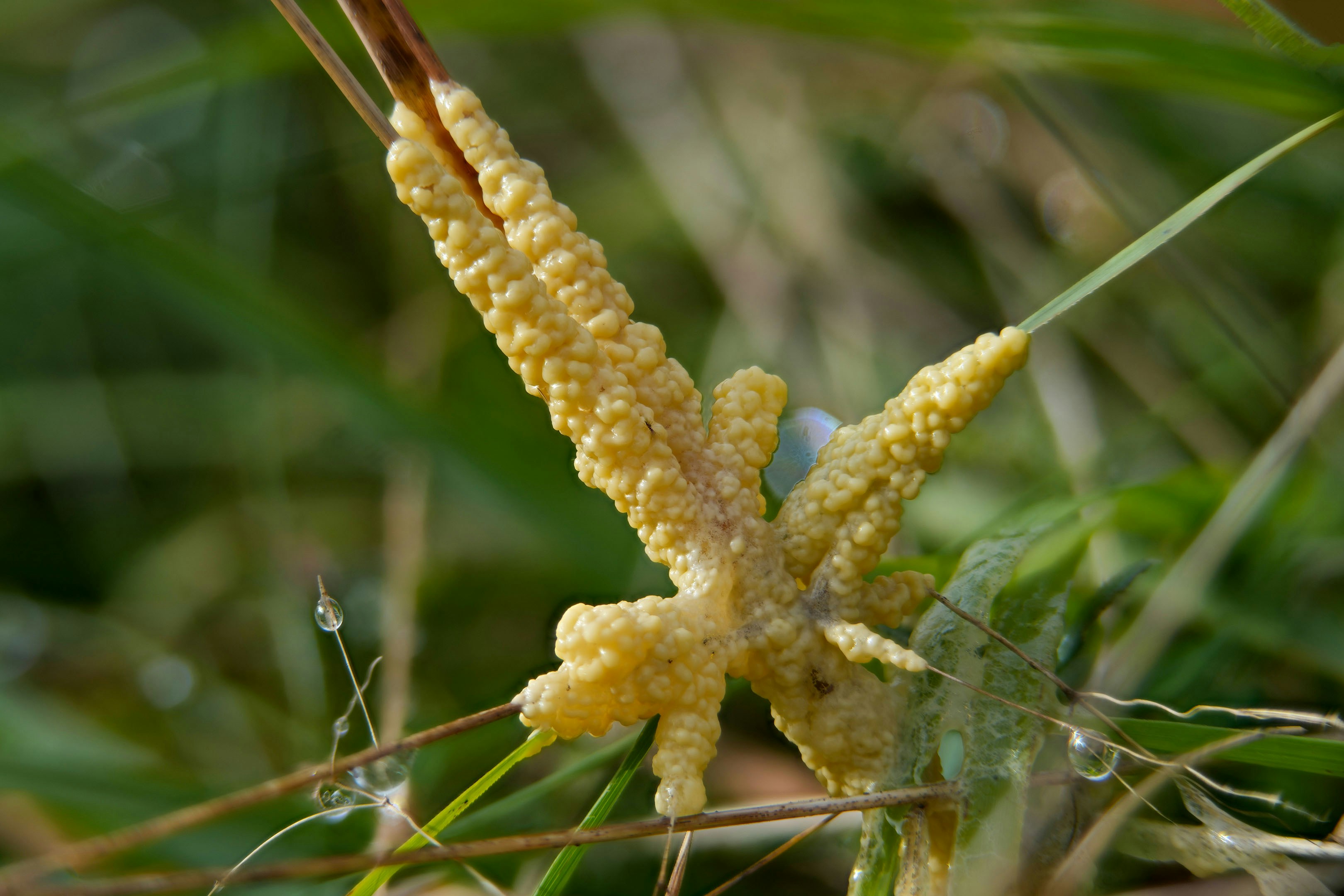 Deserted Star: A textured coral-like plant spur resting among blades