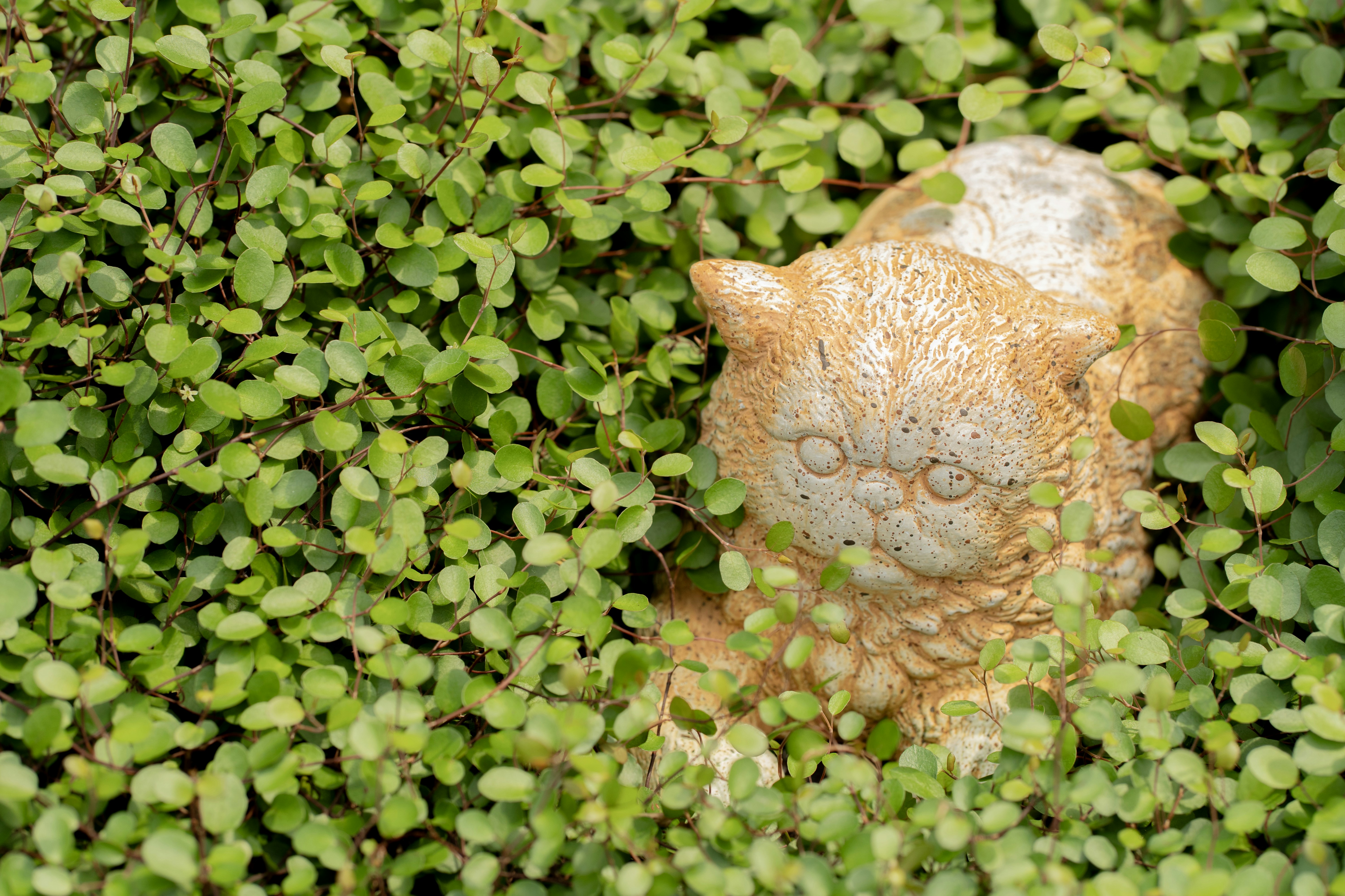 Emerald Hedge Guardian: A Ginger Cat Sculpture Peeking Through Leaves