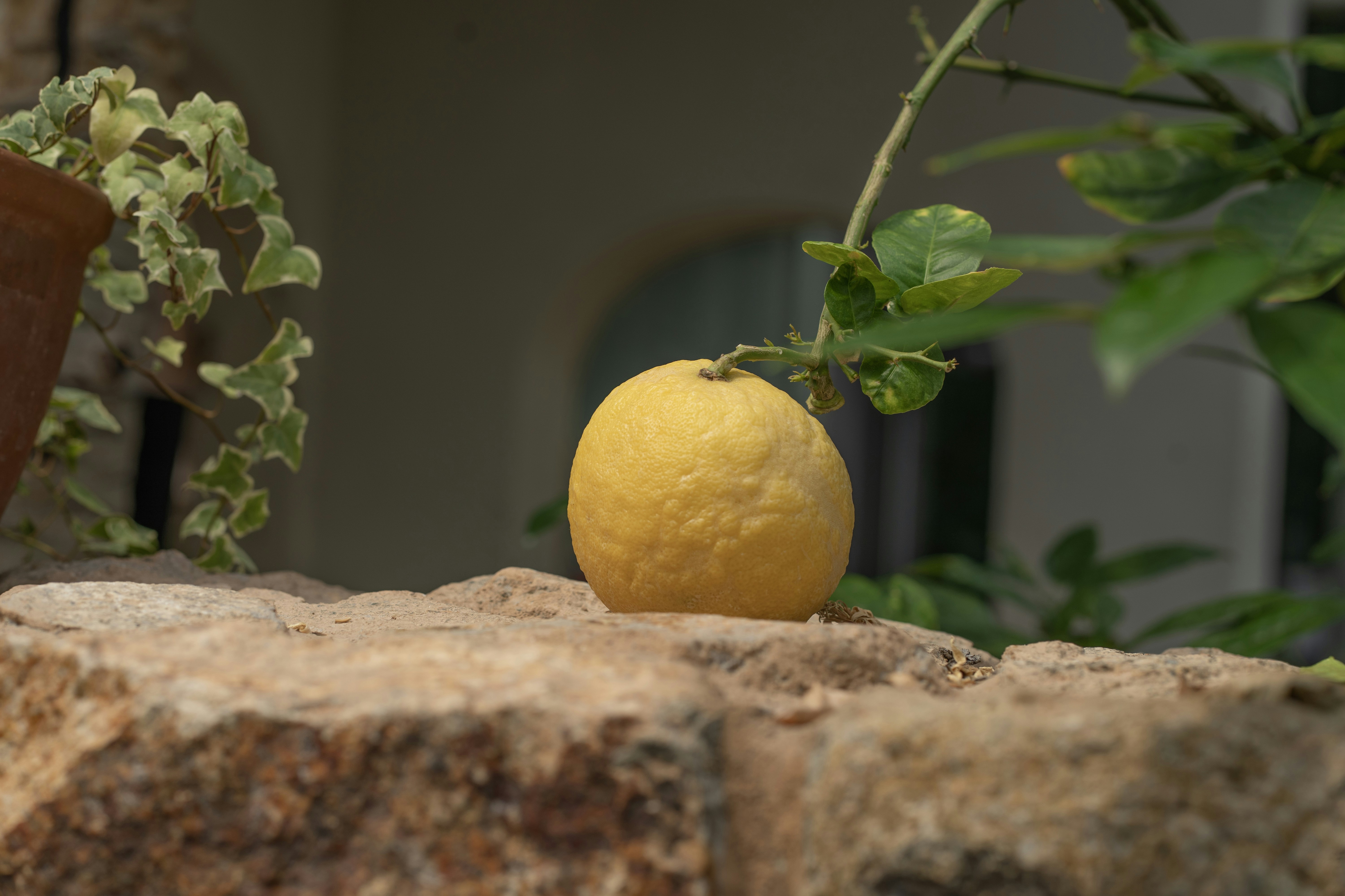 Photo by NUNANNA NUN with Sony Alpha 7 III