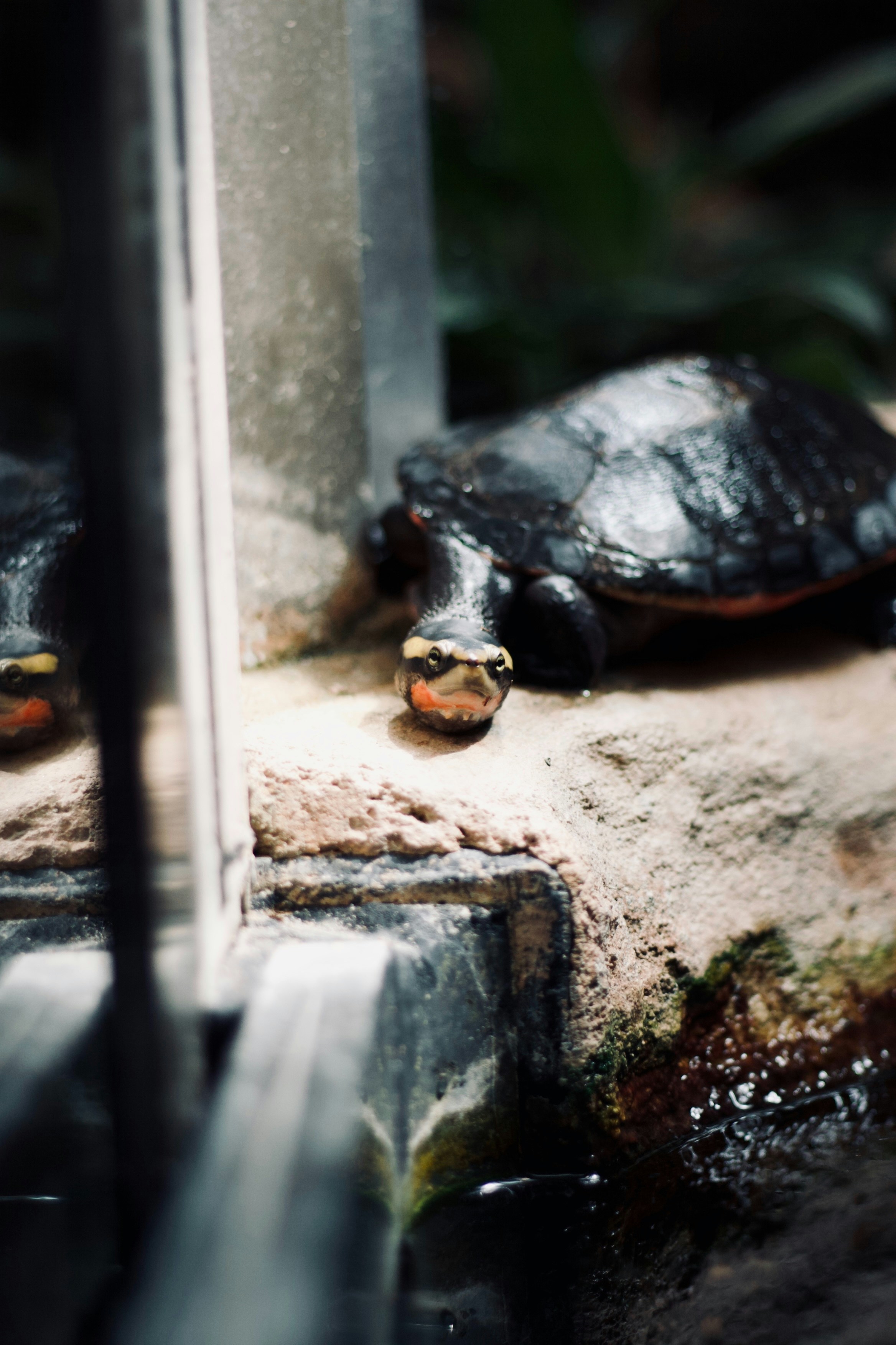 A turtle stands near running water. photo – Free Animal Image on Unsplash