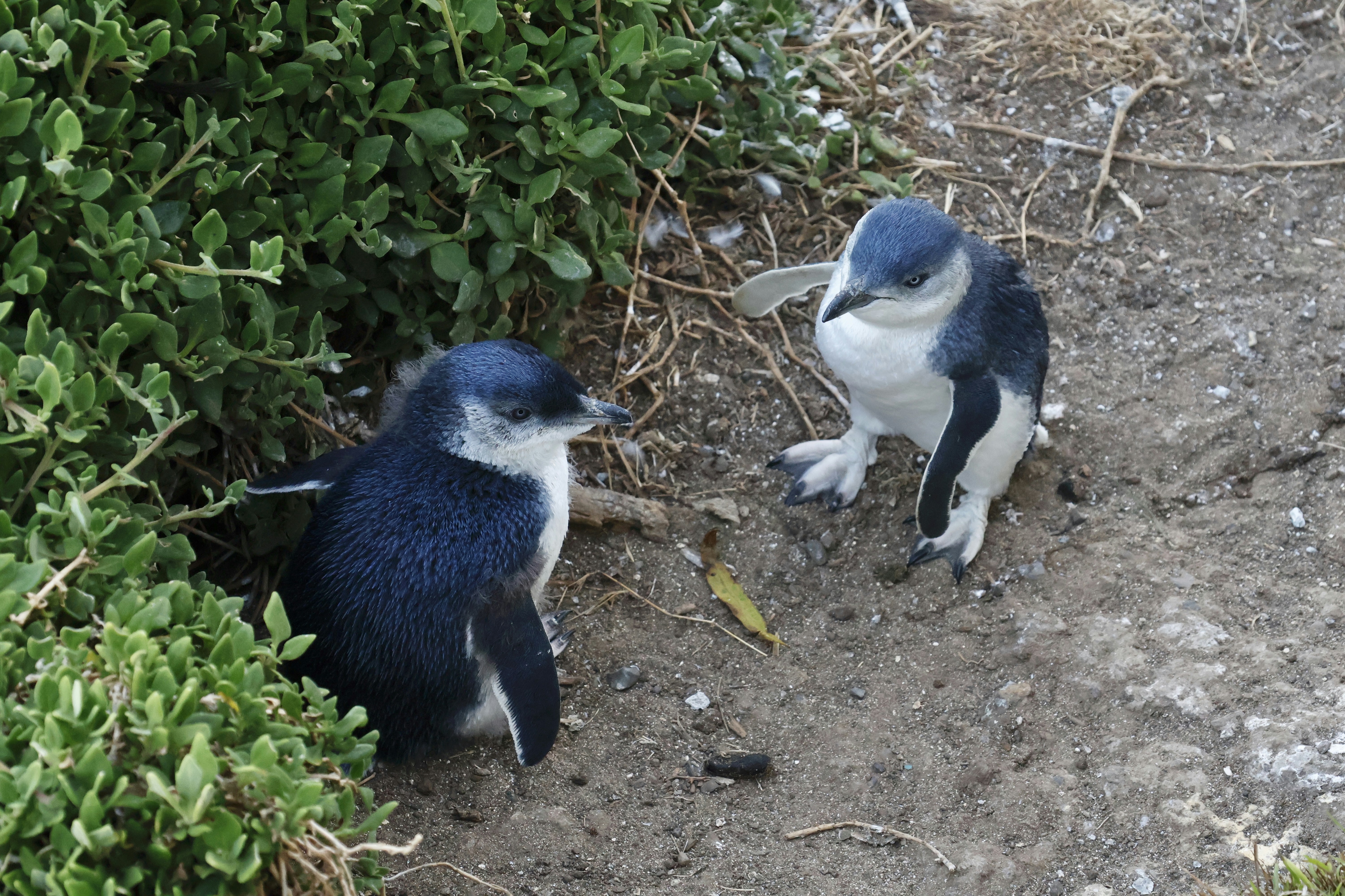 Two little blue penguins stand near some bushes. photo – Free Animal ...