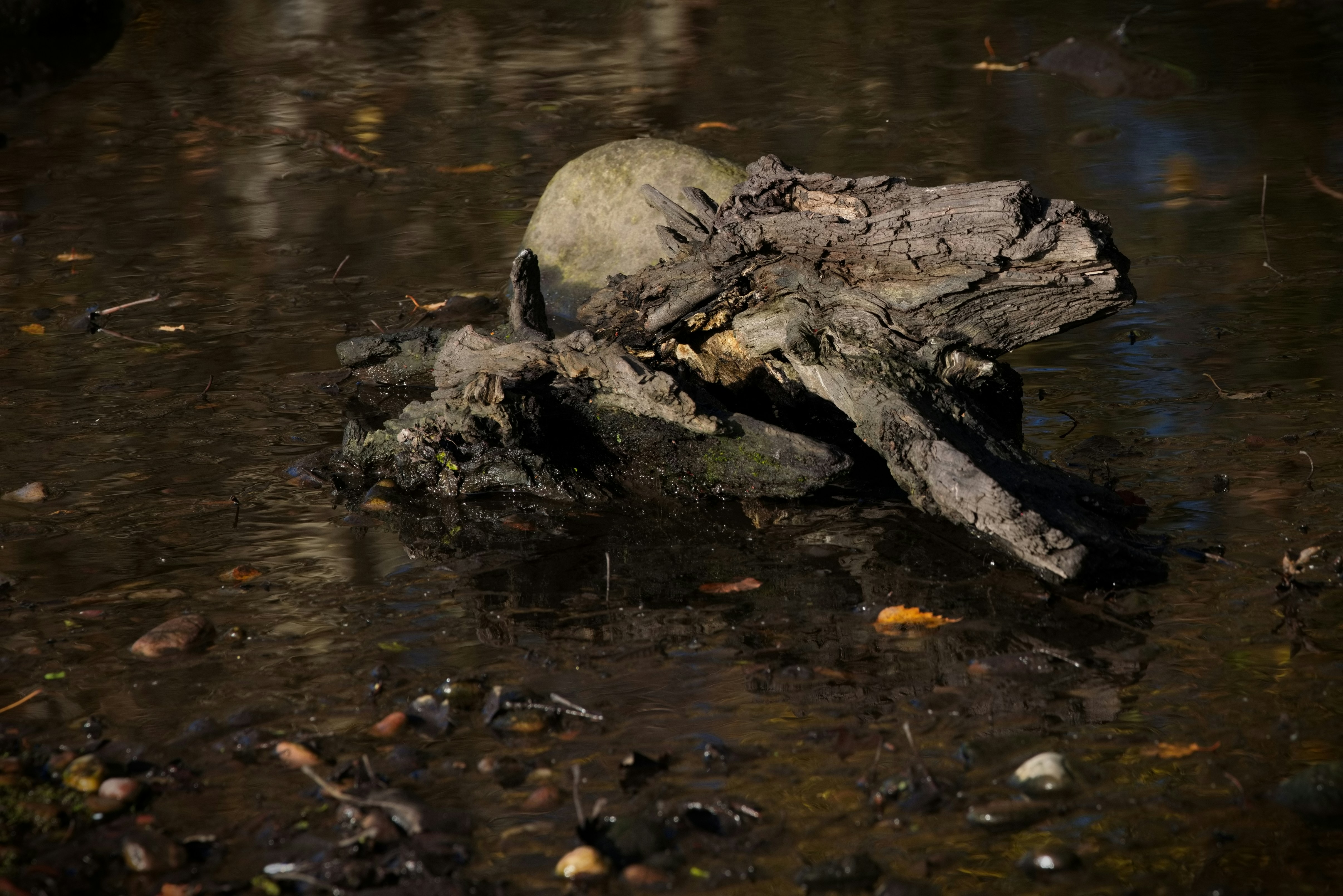 Weathered driftwood rests on a calm pond, casting soft reflections on the water surface.