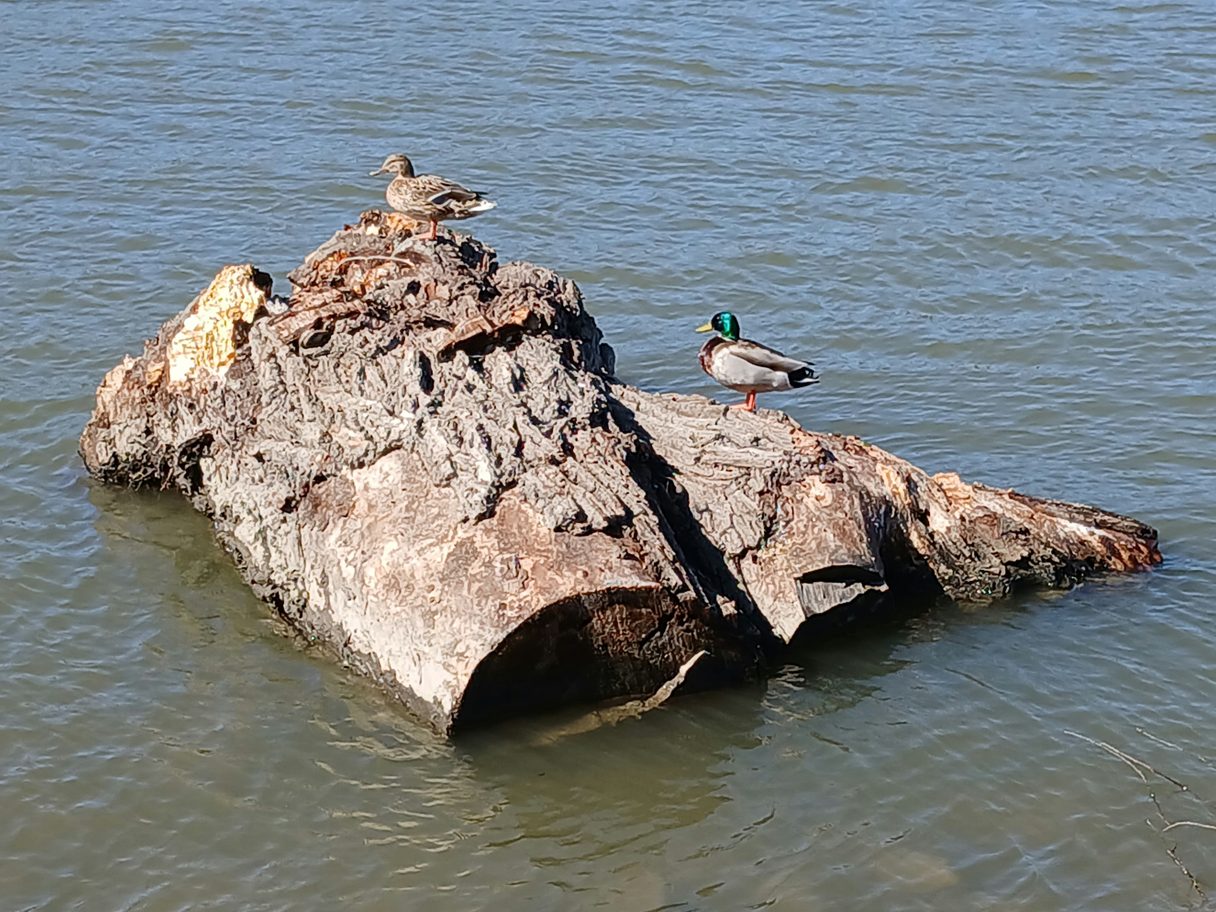 Mallards on a Weathered Rock: Calm Lakeside Moment