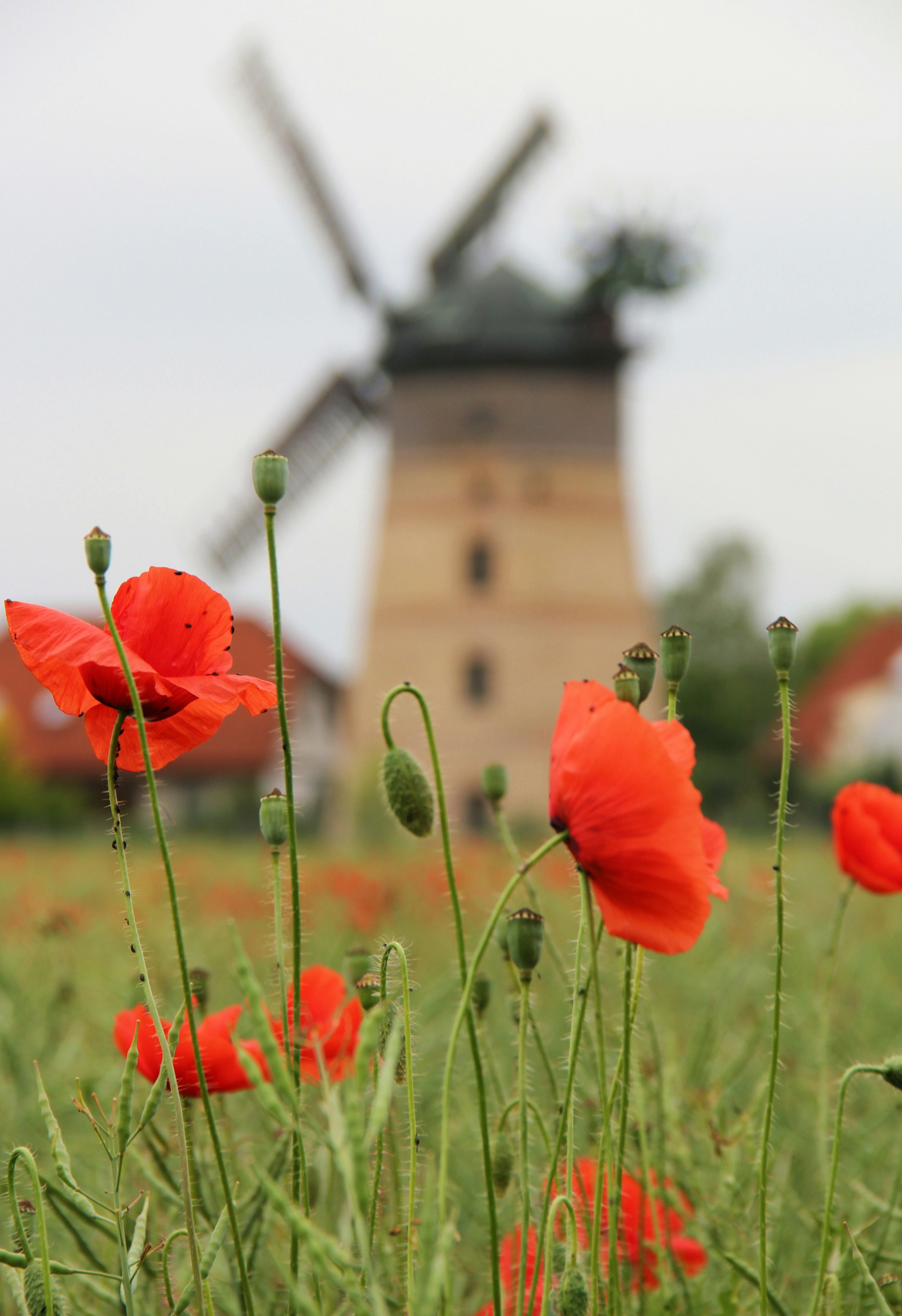 Red poppies bloom with a windmill in the background. photo – Free ...
