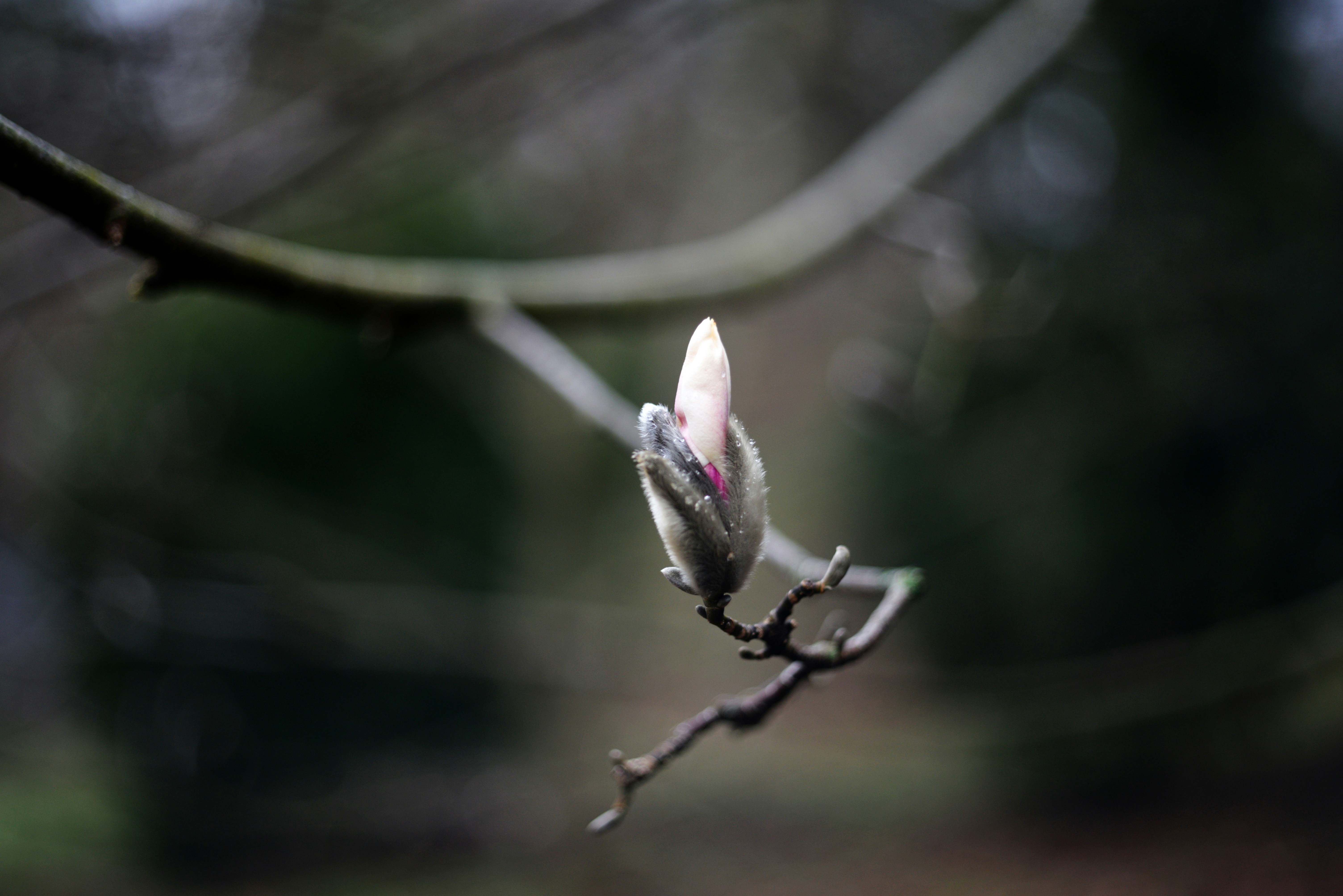 A magnolia bud reaches for the light.