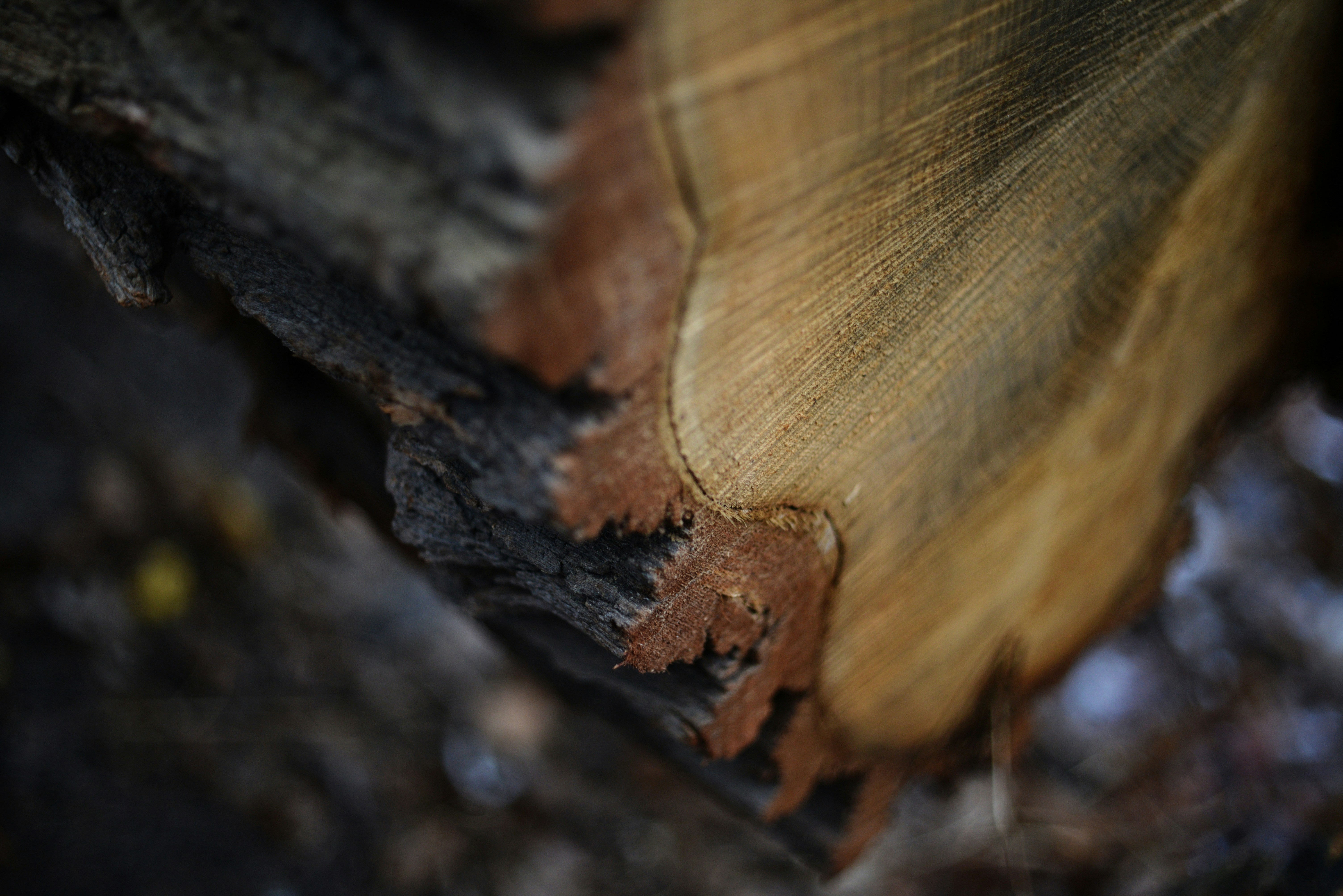 Rings, Grain, and Char: A Macro Look at a Split Log's Edge