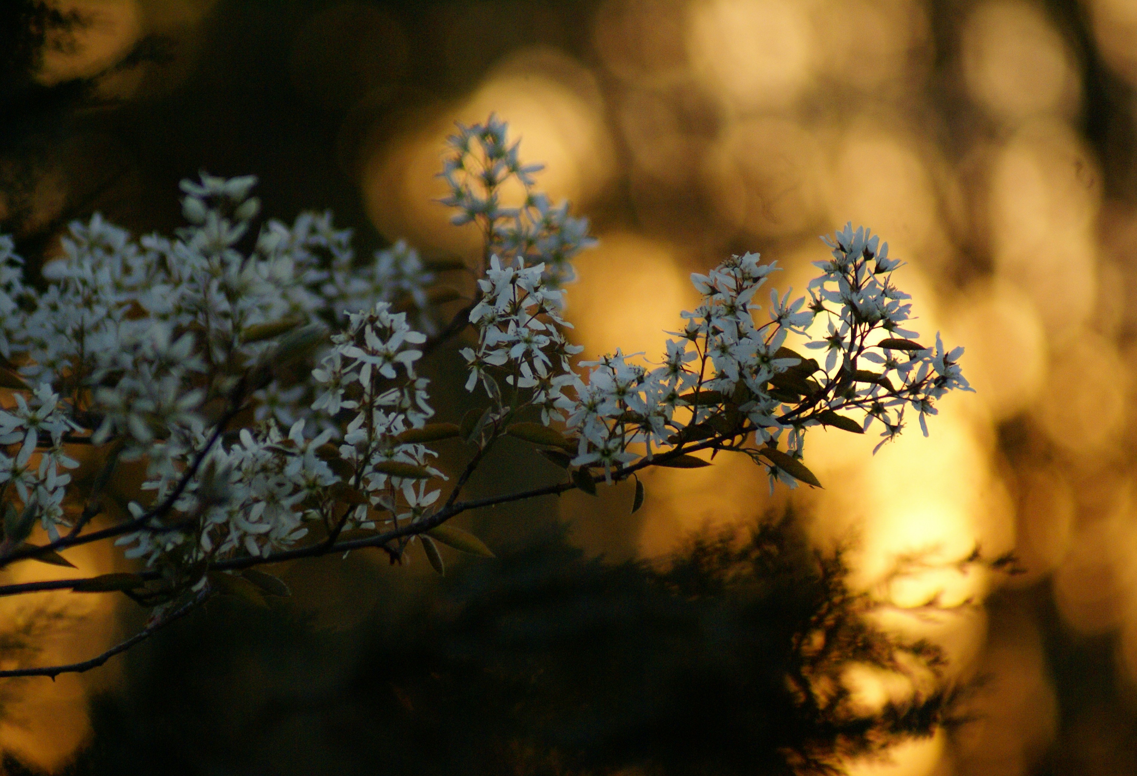 Photo by Ana-Maria D. with Sony Alpha 100