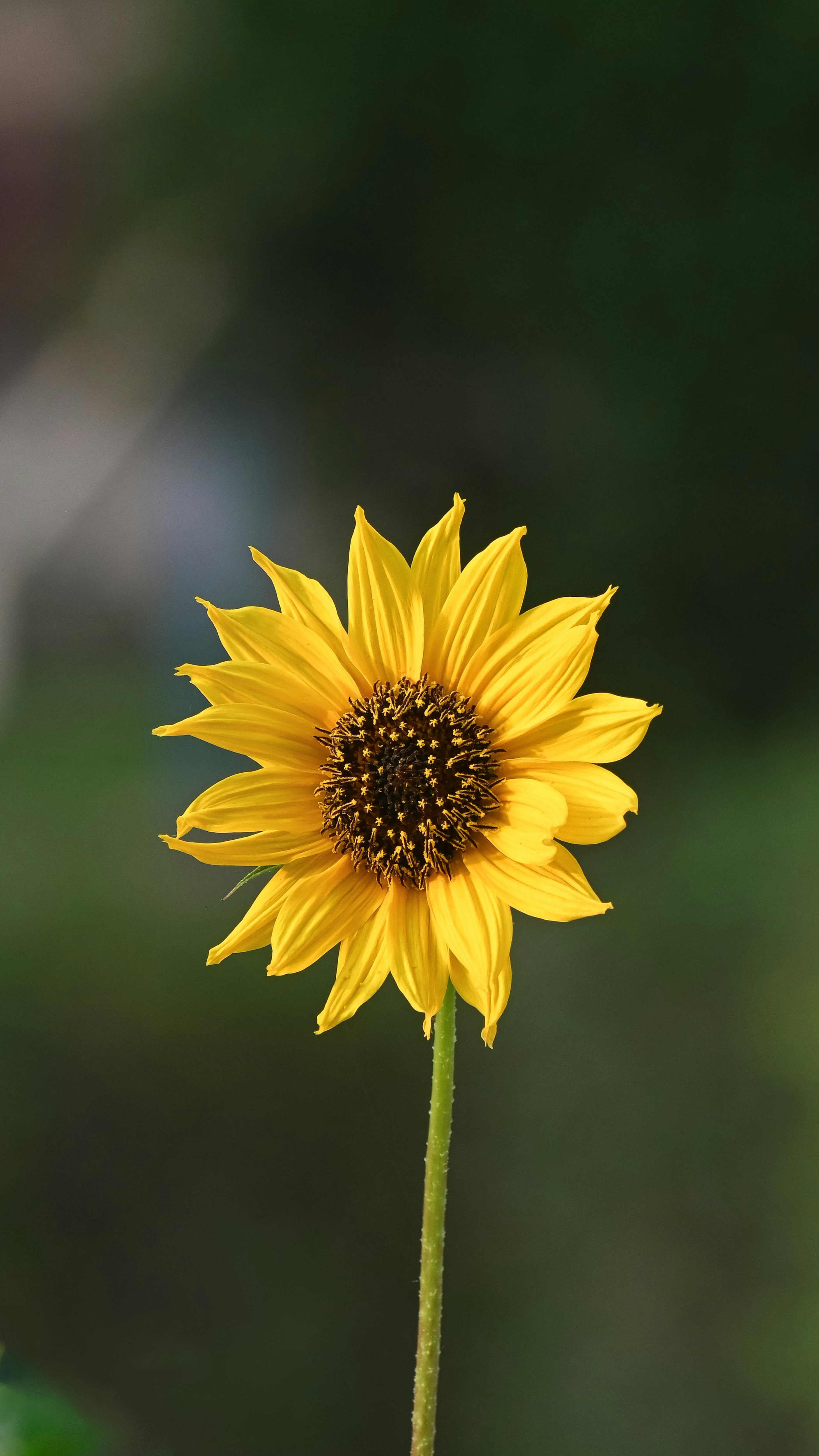 A single, bright sunflower standing tall. photo – Free Full hd ...