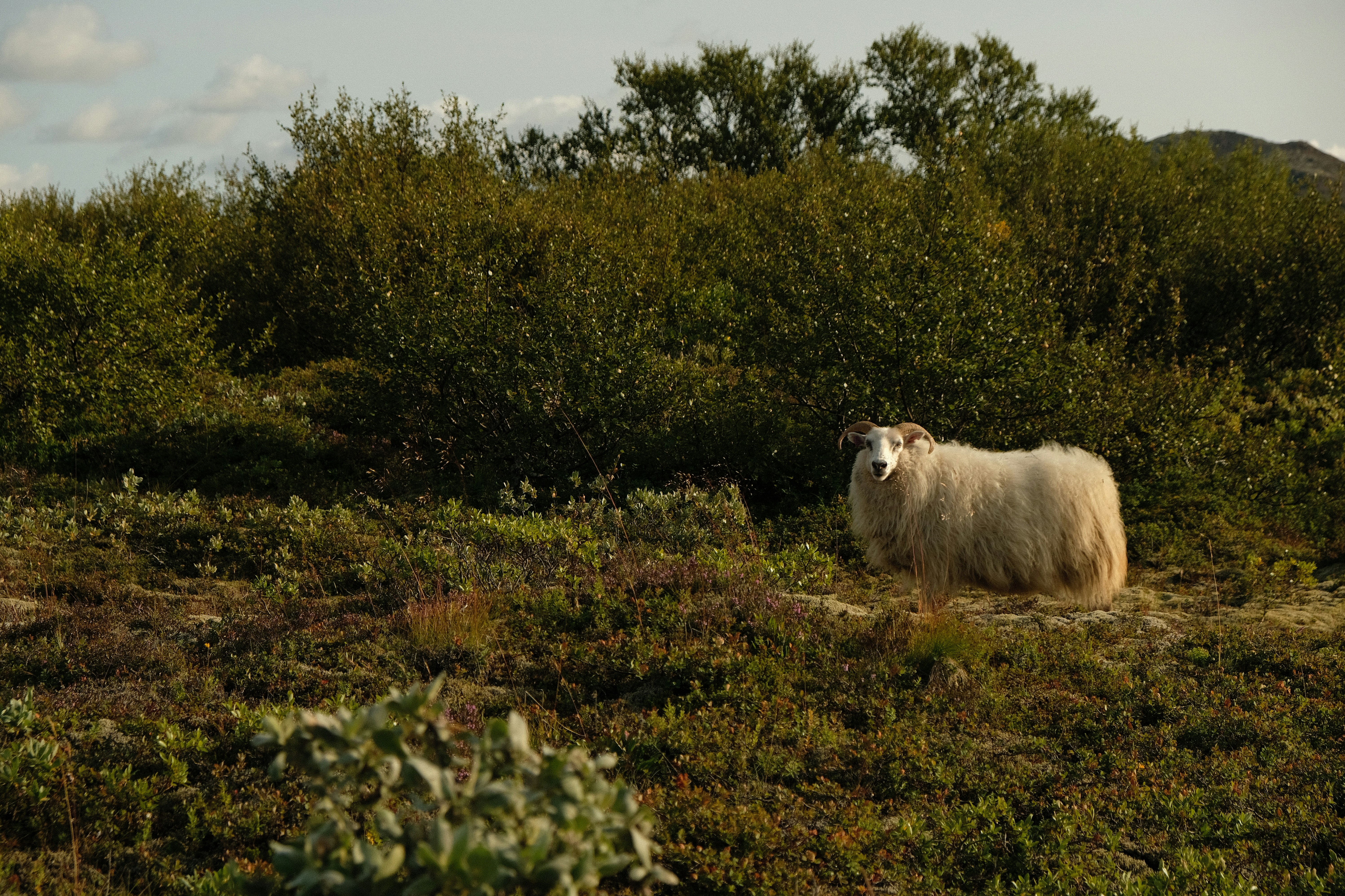 Wooly sheep in the bushes | A sheep stands in a green, lush field.
