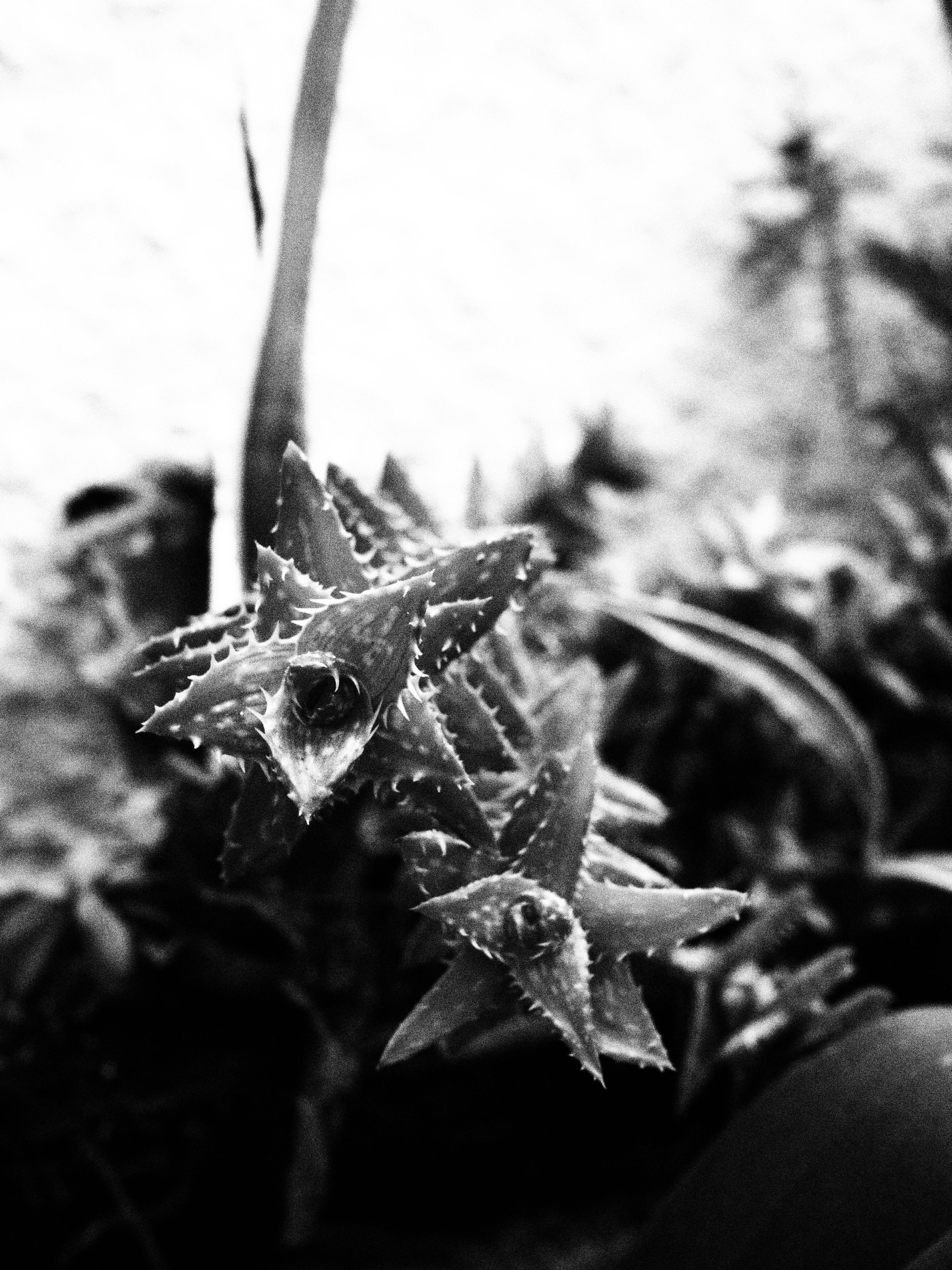 Stellar Spines: A Close-Up of Thorned Buds in Monochrome