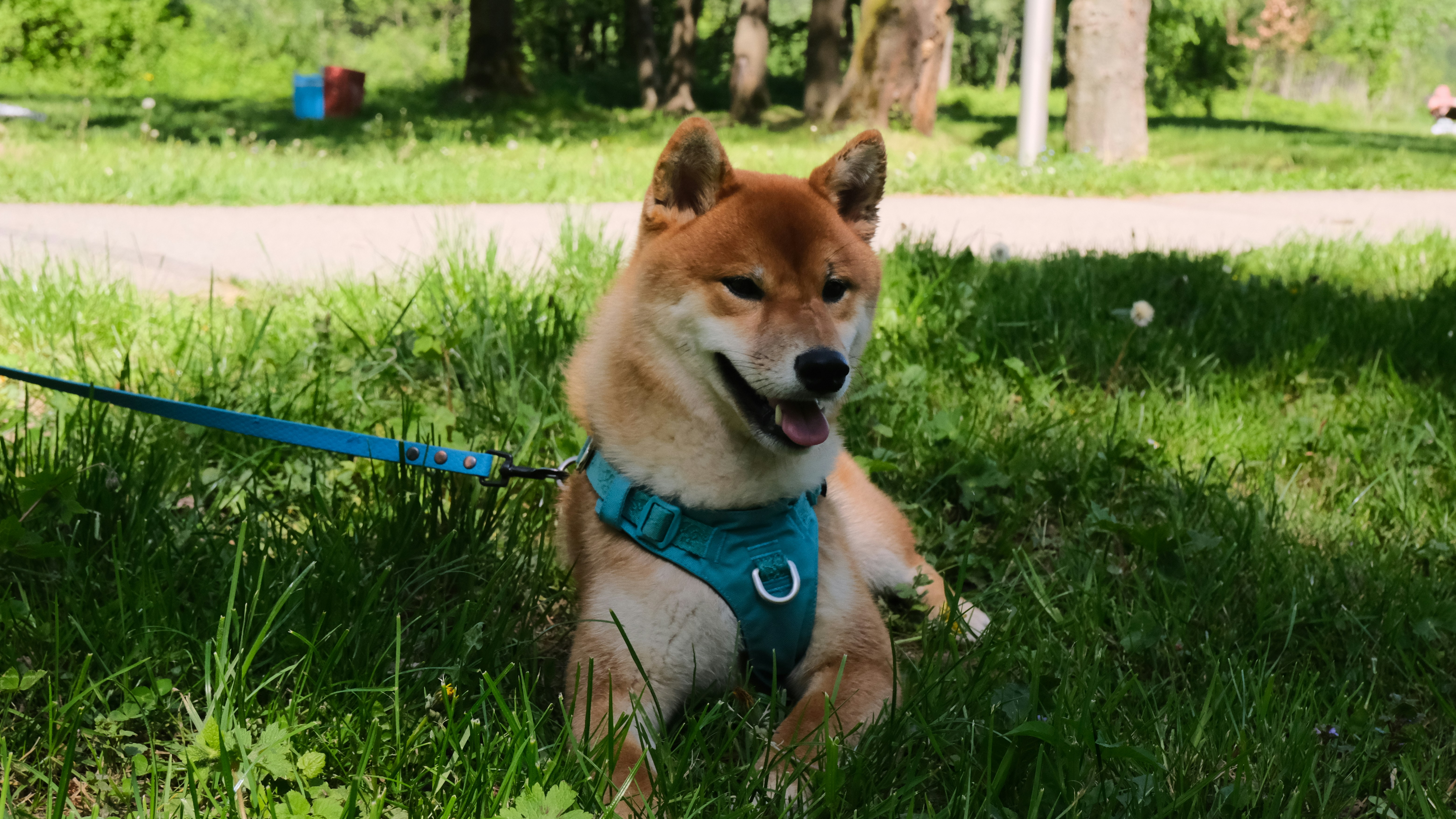 Joyful Canine in Sunlit Park