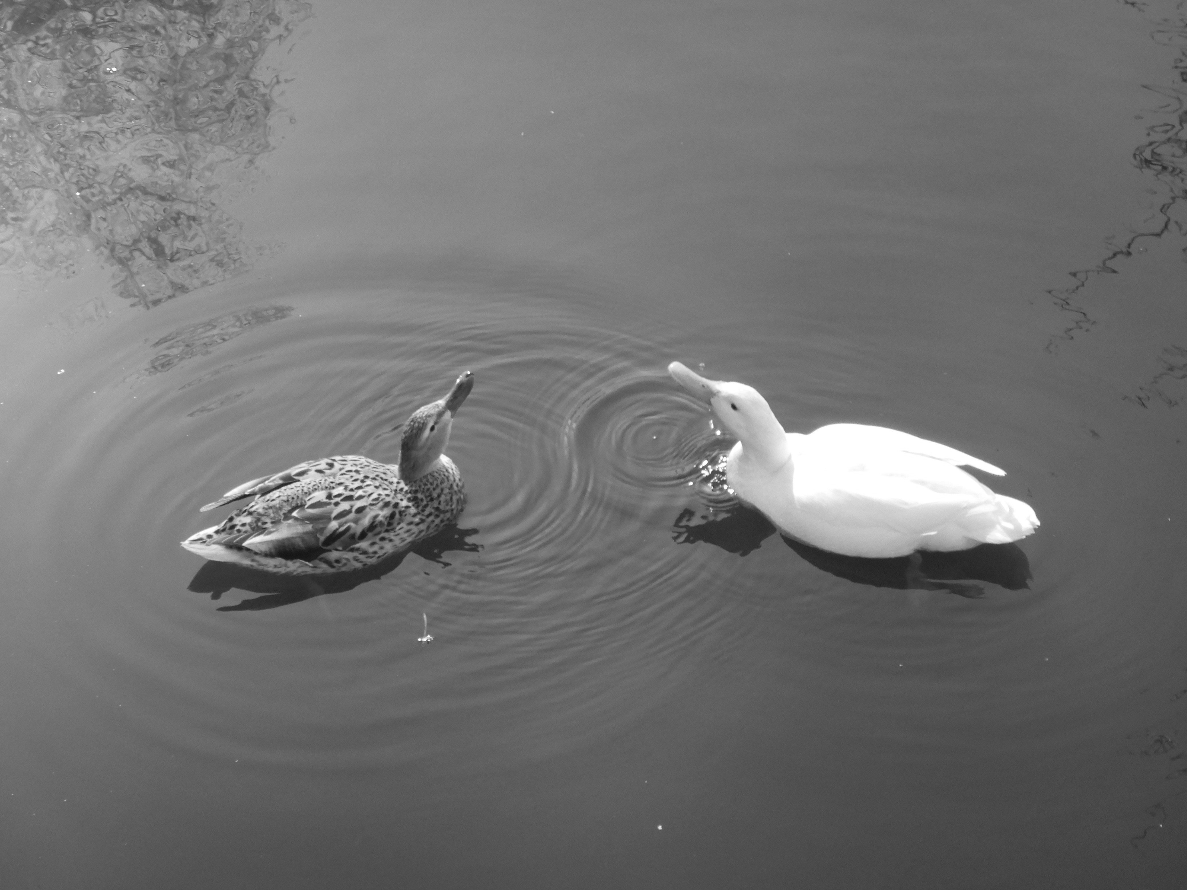 Two ducks face each other in water. photo – Free Animal Image on Unsplash