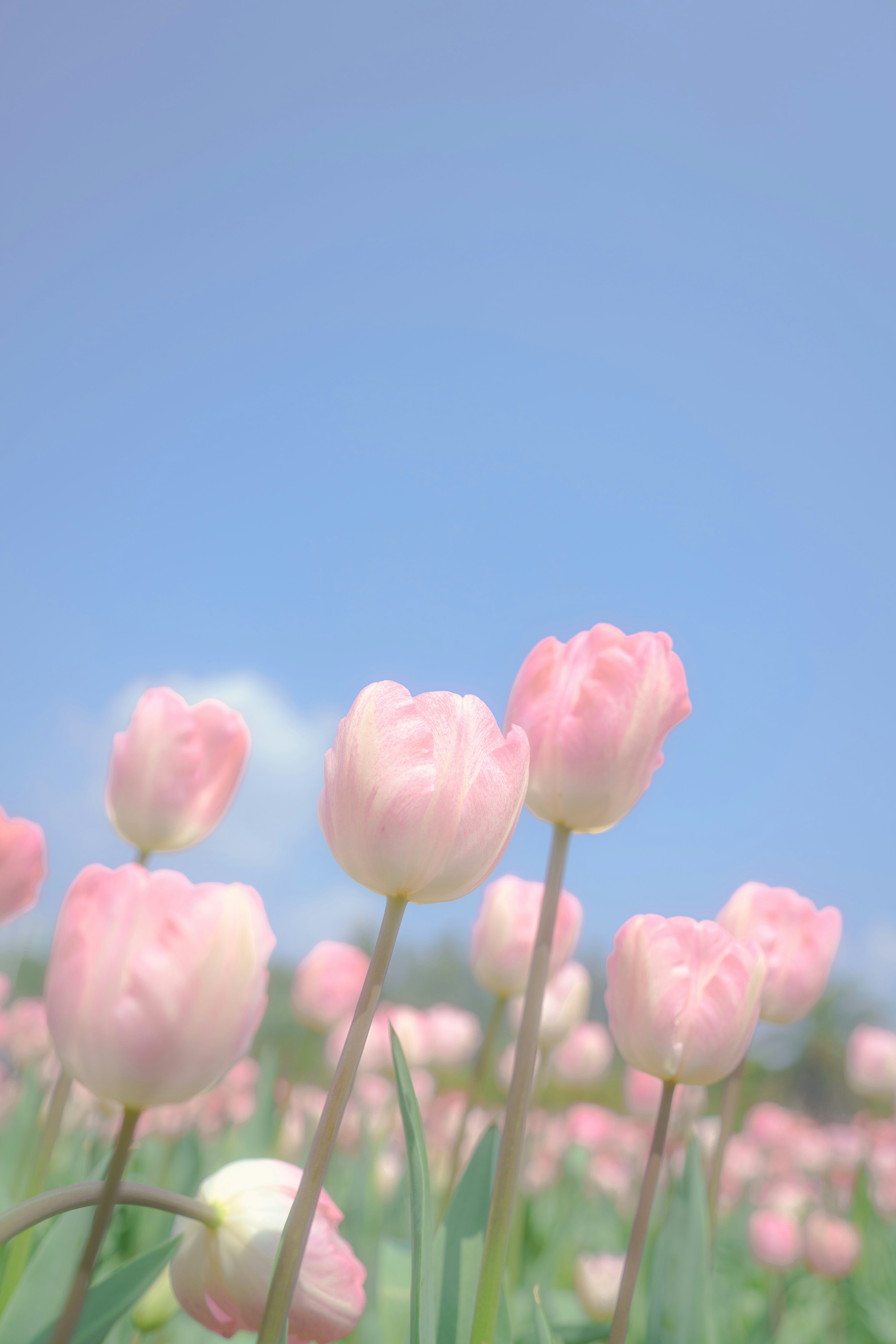 Pretty pink tulips bloom under a bright blue sky. photo – Free Flower ...