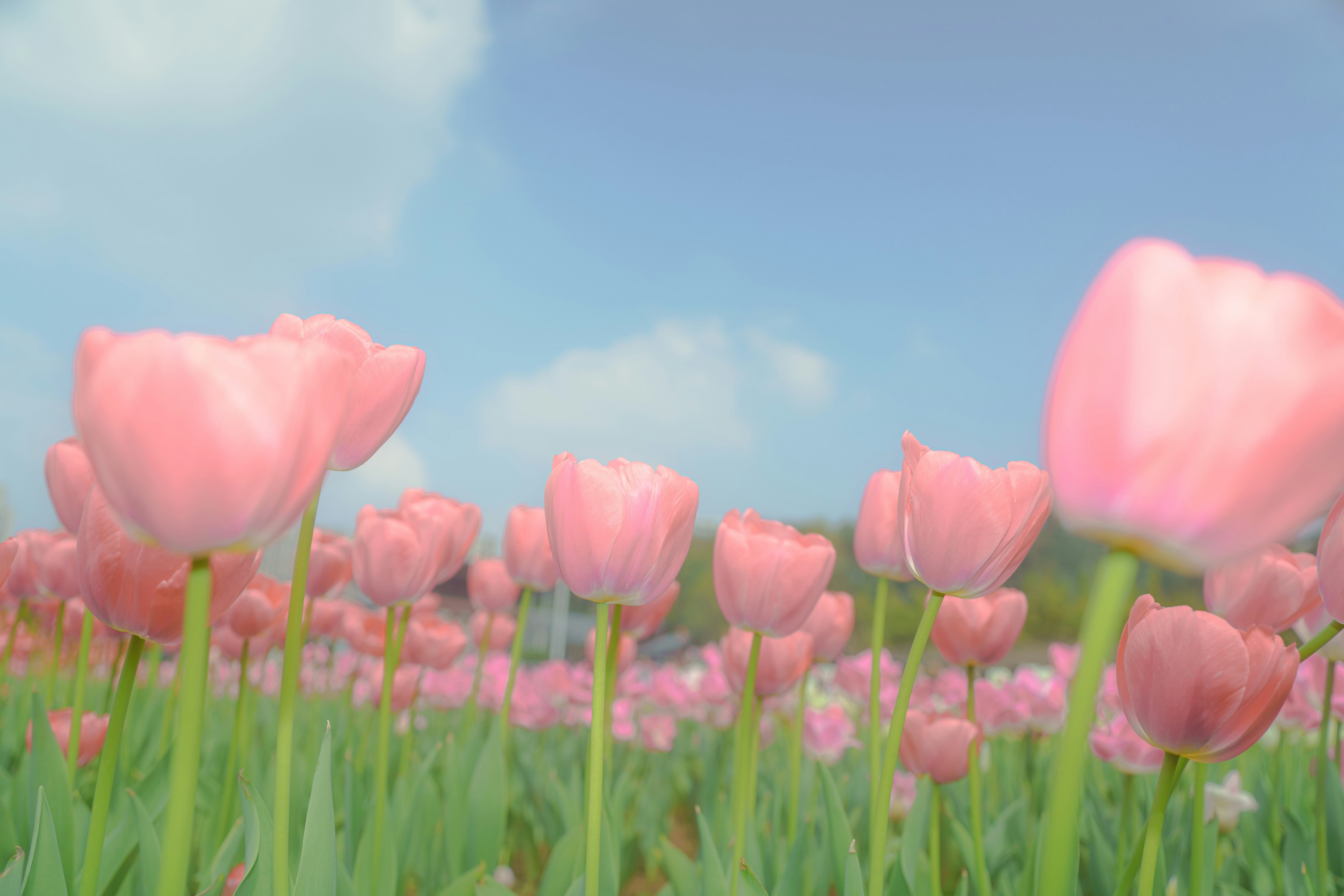 Pink tulips bloom under a bright blue sky. photo – Free Flower Image on ...