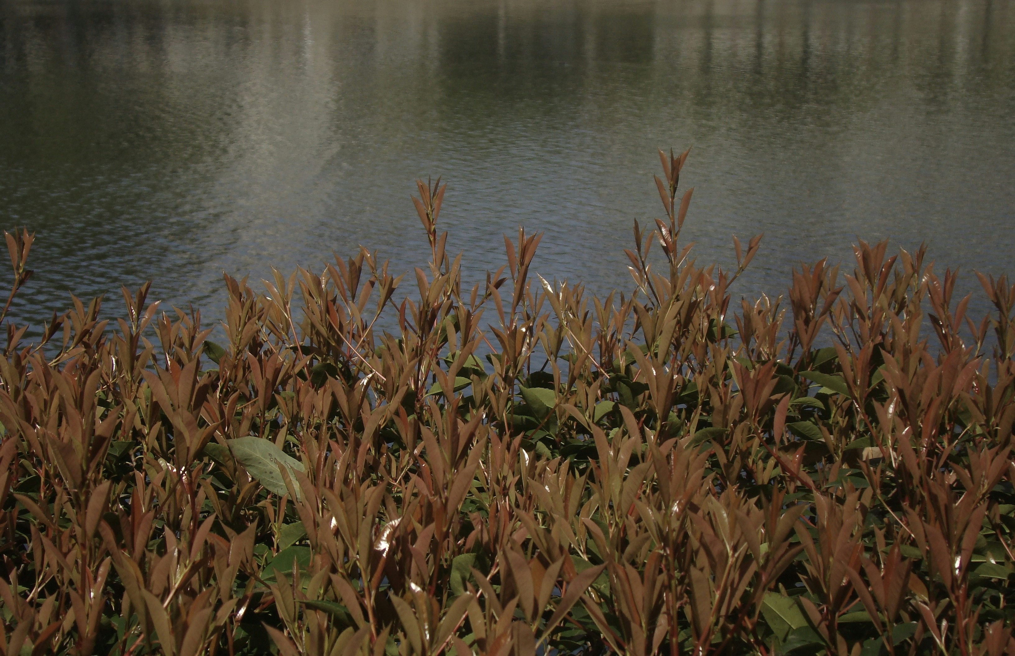 Reddish plants grow in front of still water. photo – Free Forest Image ...