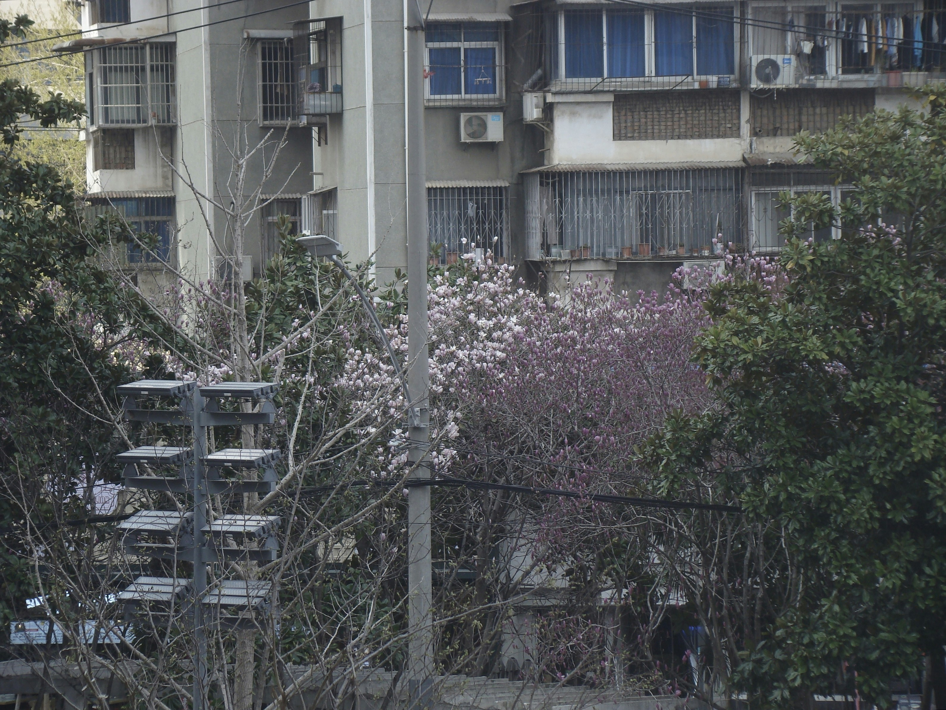 Urban Bloom: Pink Florals Framing a Weathered Building