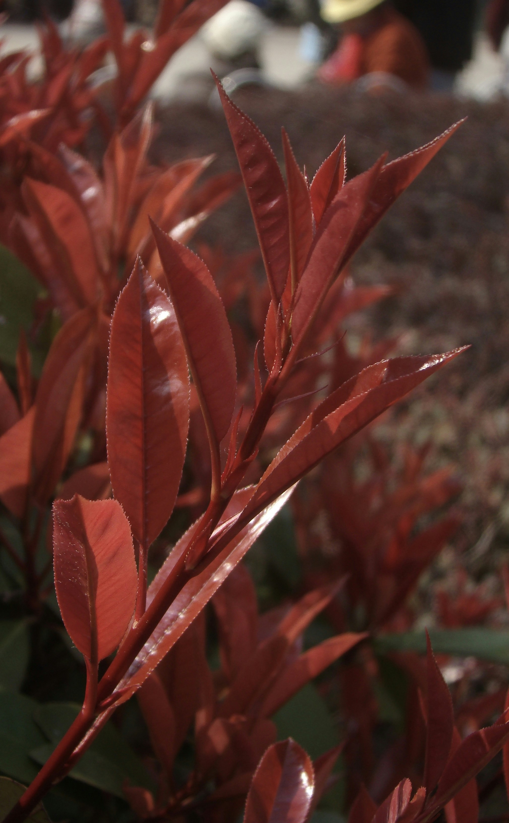 Close-up photograph of red, glossy leaves with a shallow depth of field and a softly blurred background.