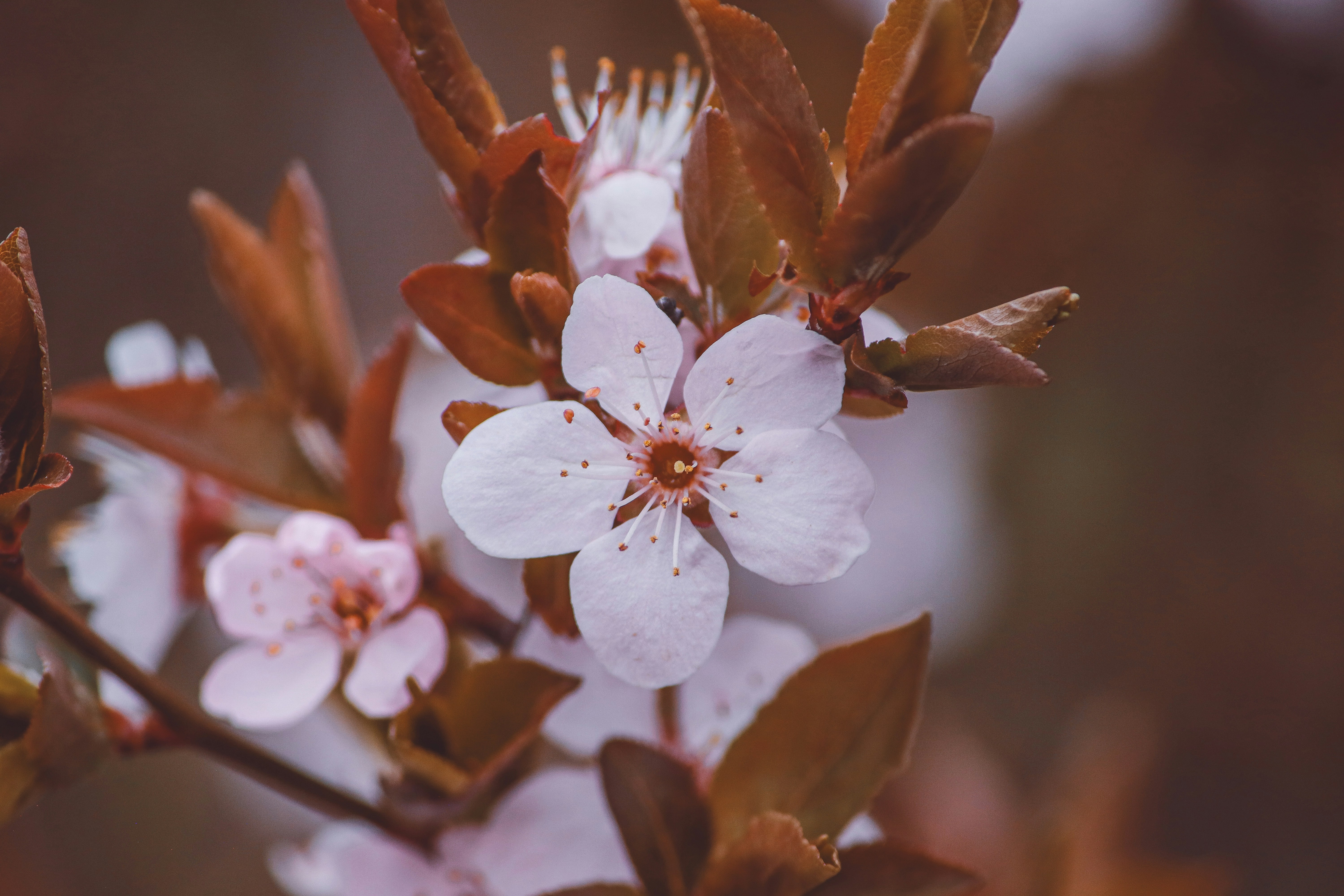 Spring's Quiet Bloom: A Close-Up Study of Pale Petals and Warm Foliage