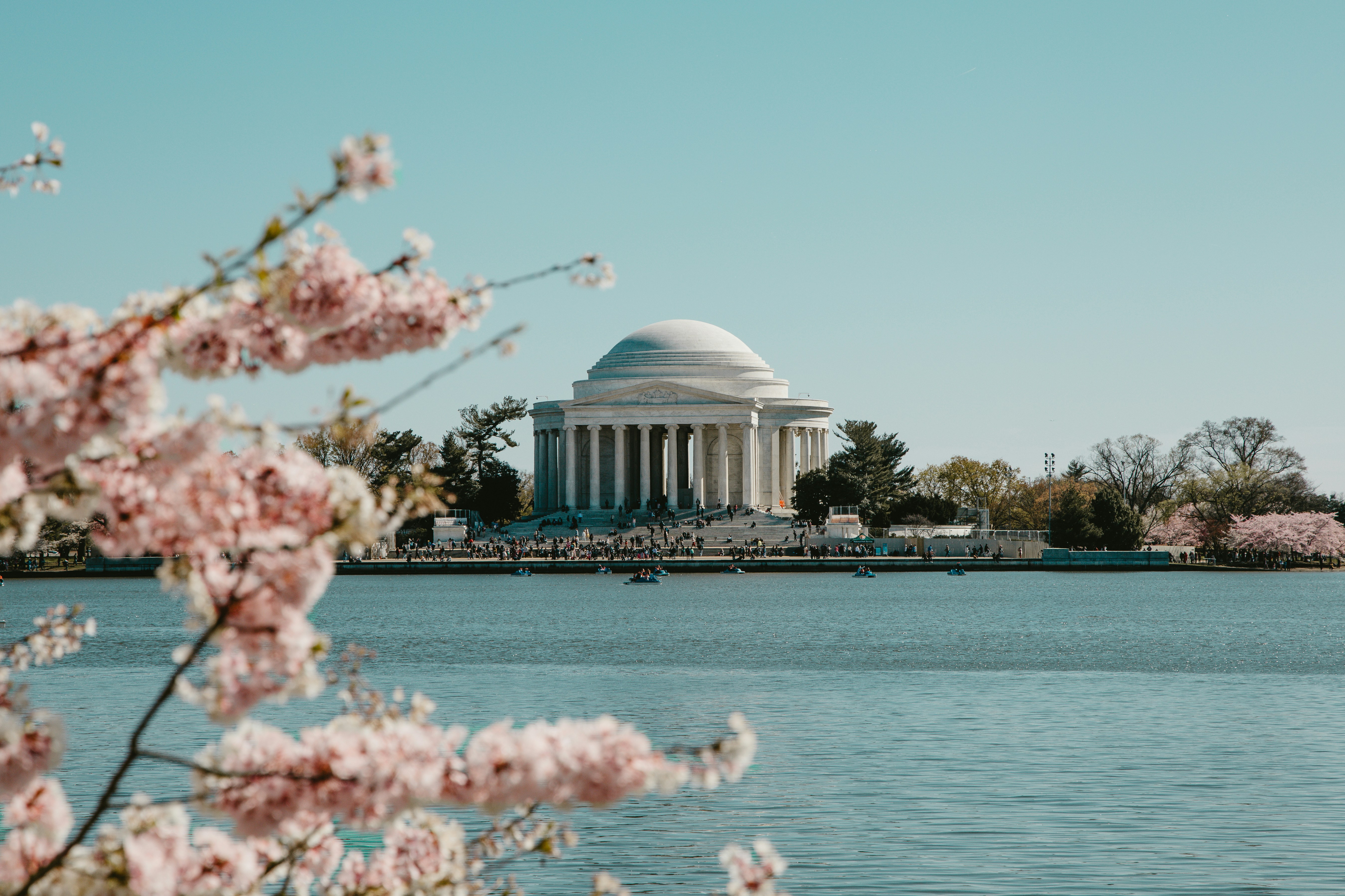Cherry blossoms frame the Jefferson Memorial across the Tidal Basin under a clear sky.