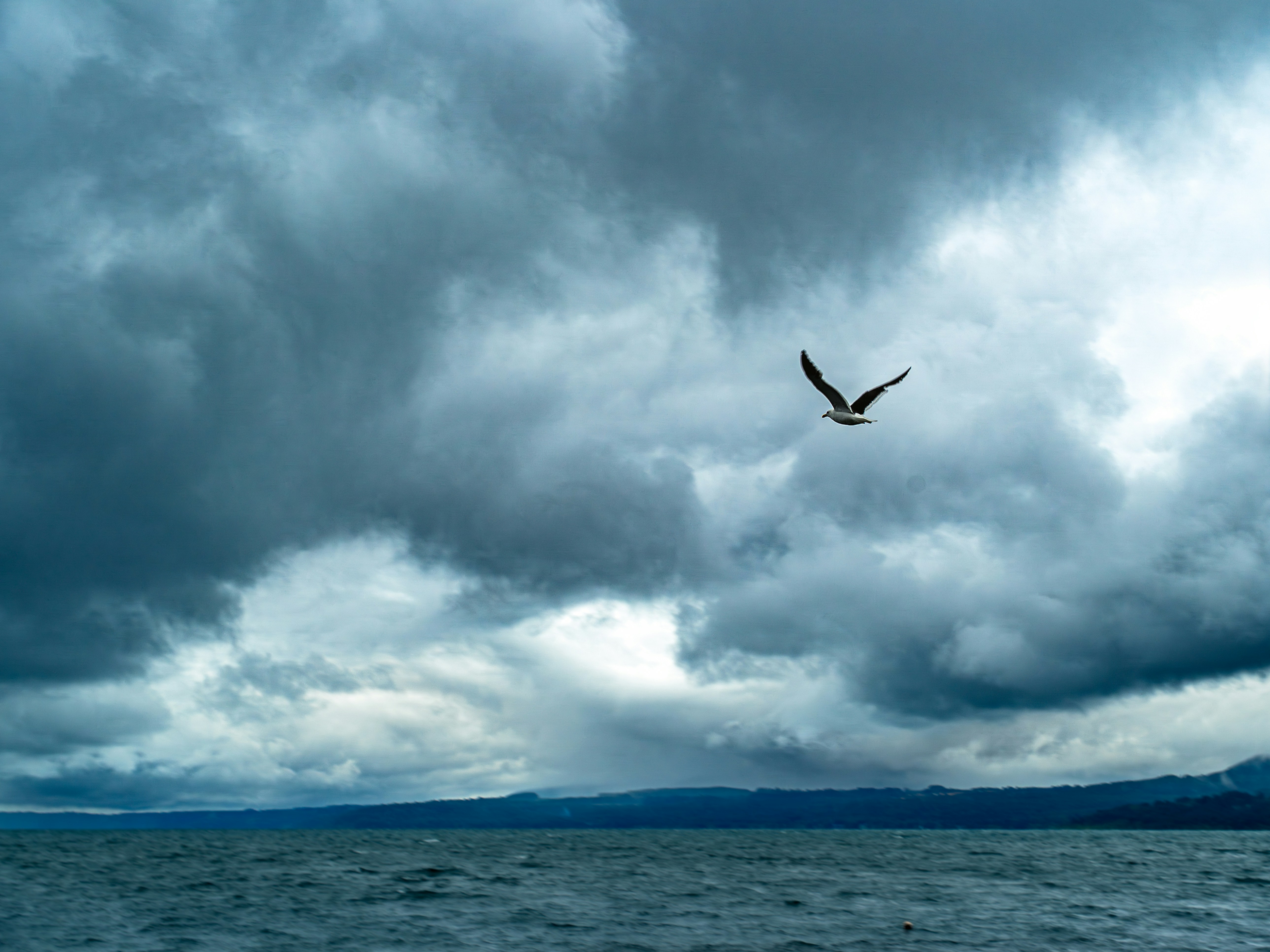 Bird flies across a stormy sky over water. photo – Free Sea Image on ...