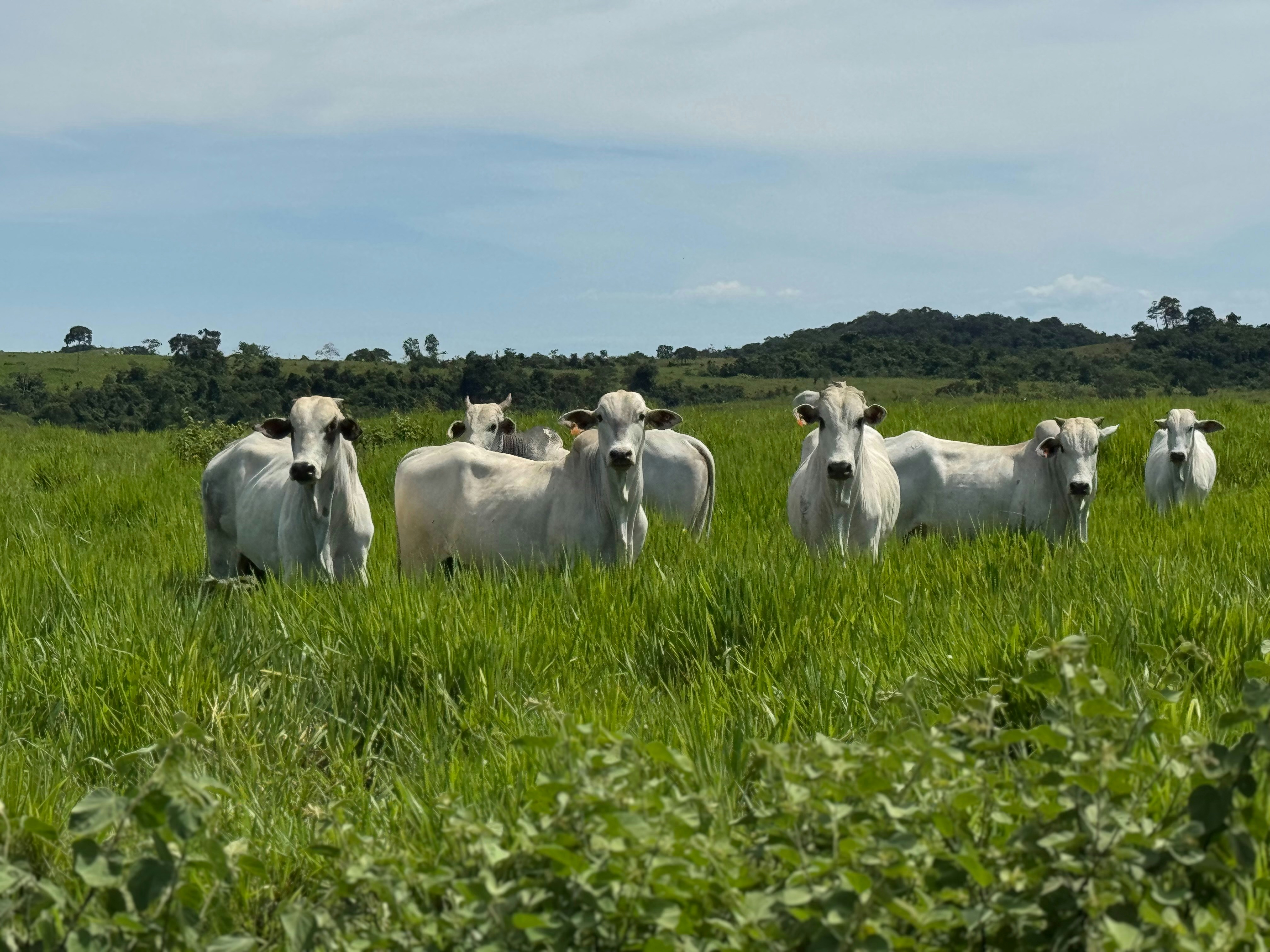 White cattle standing in a lush green pasture under a clear blue sky.