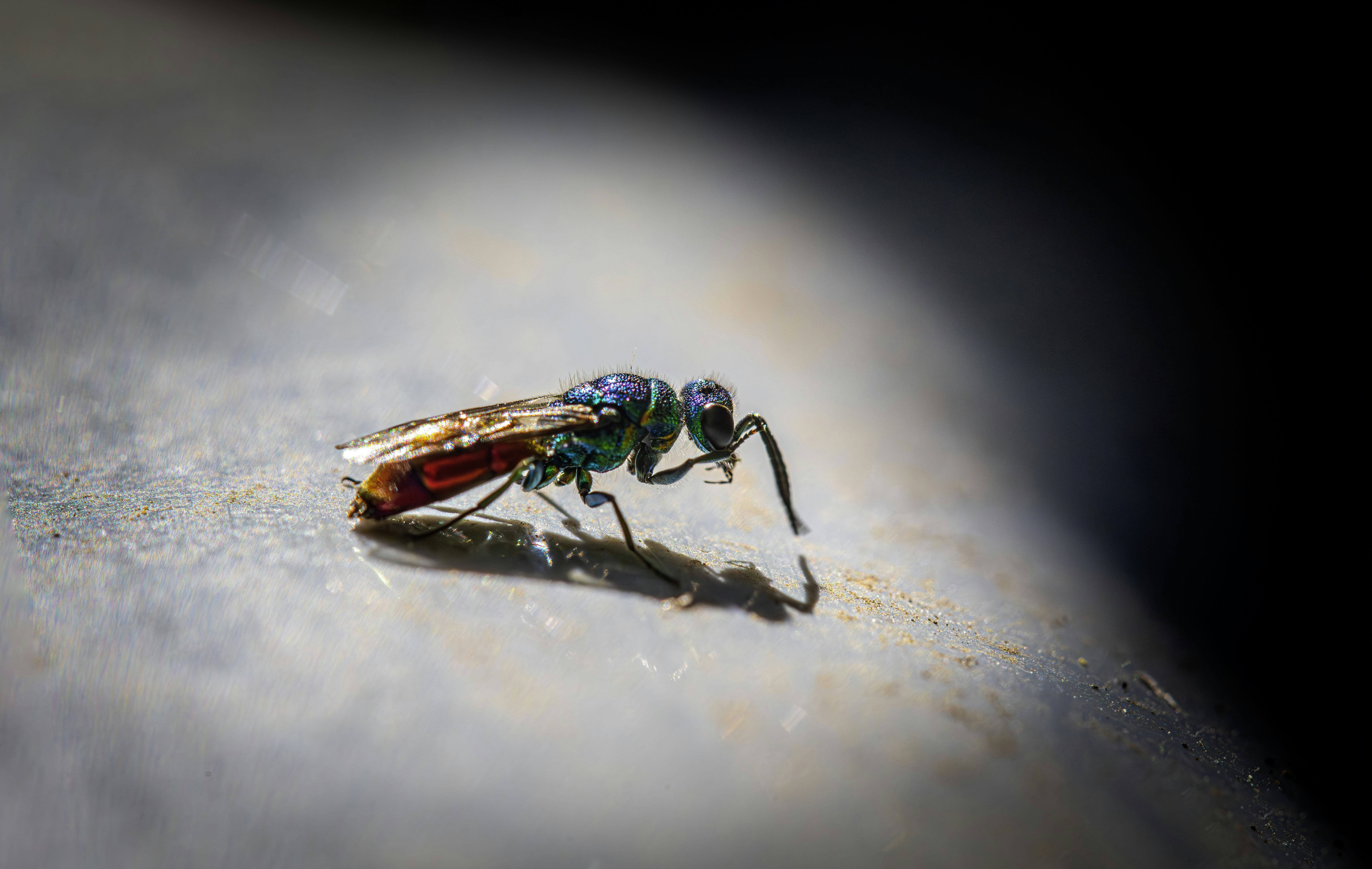 A shiny cuckoo wasp is shown. photo – Free Animal Image on Unsplash