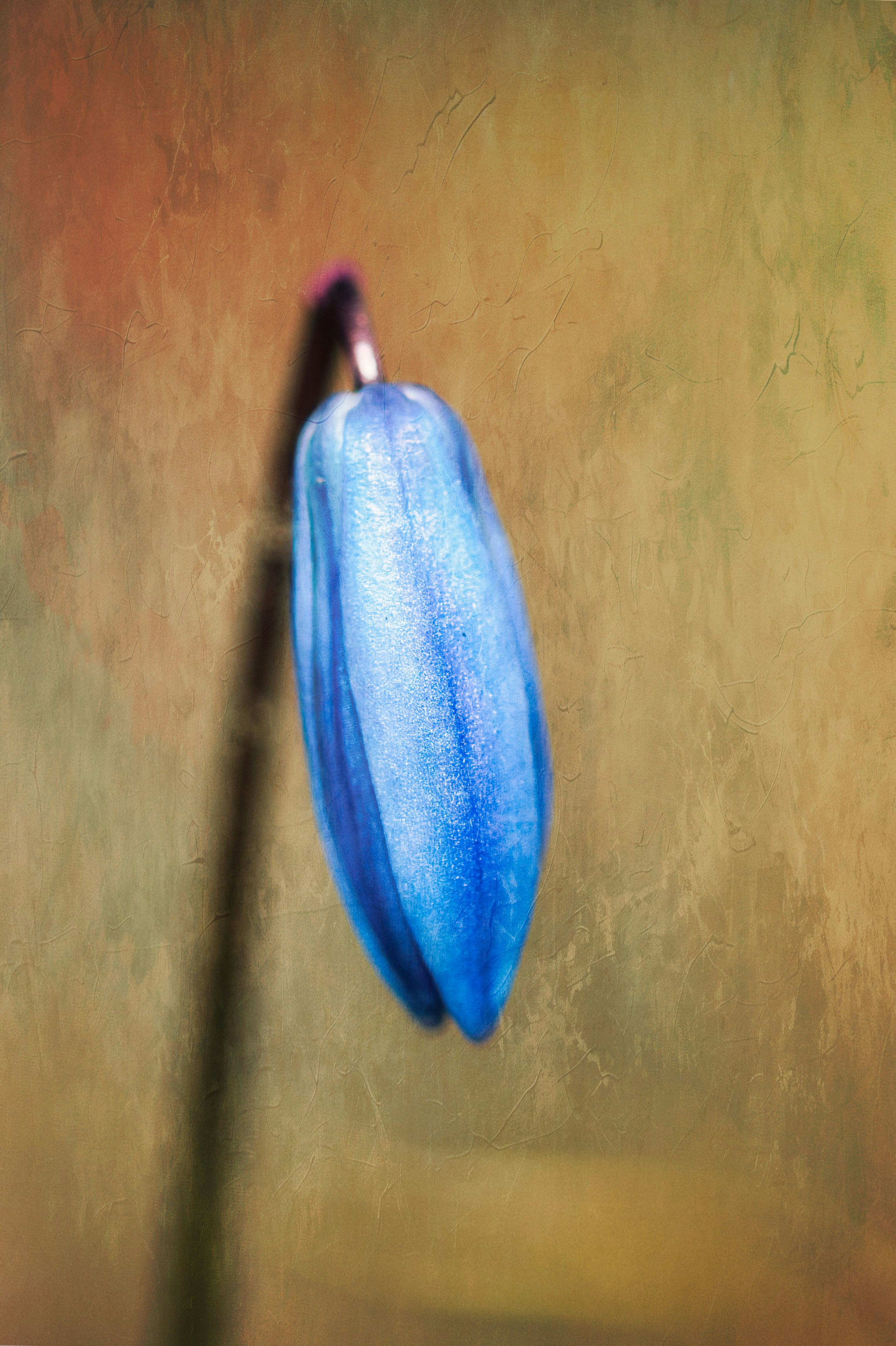 Azure Bud in Velvet Glow: a macro portrait of a cobalt-blue bloom