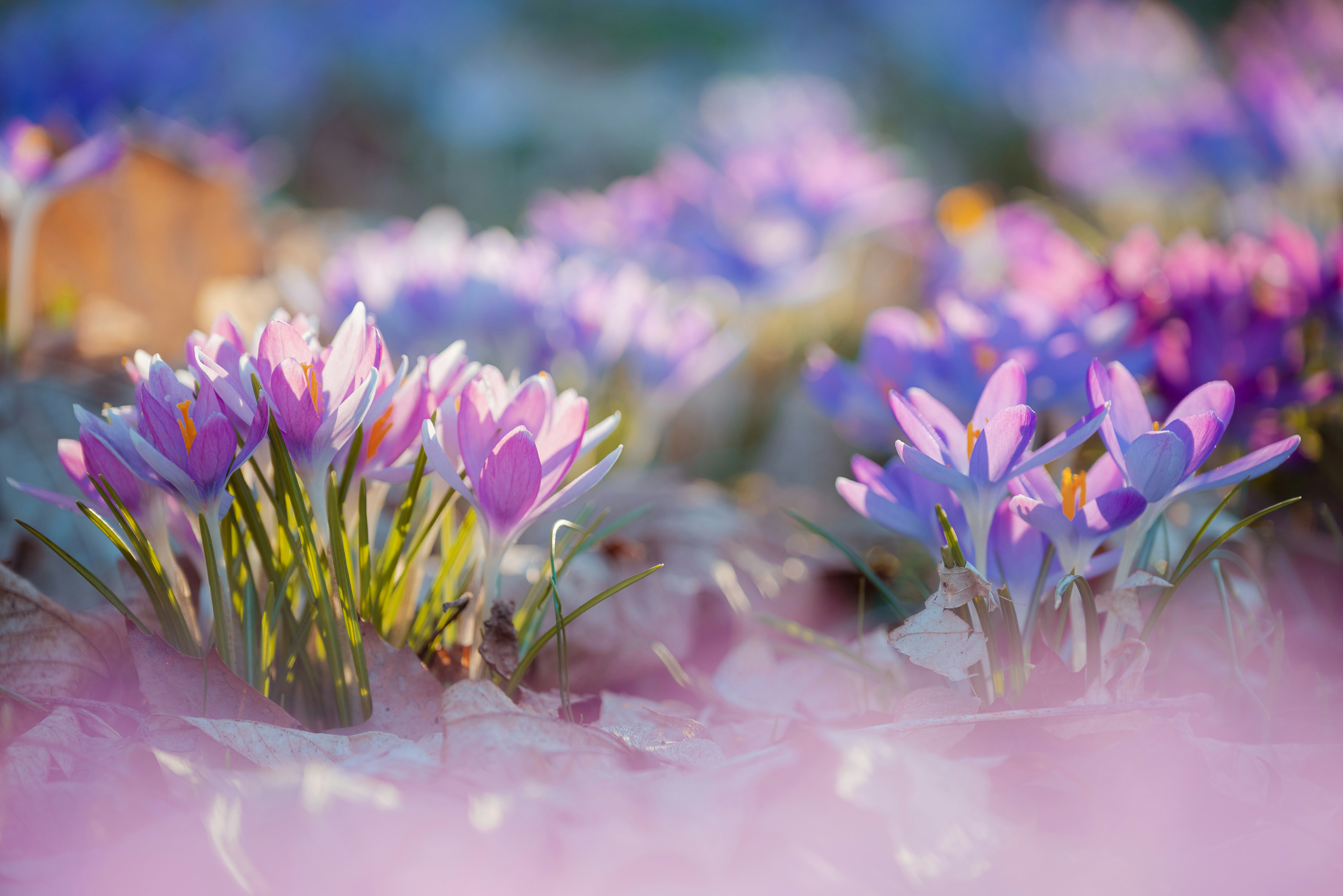 Whispering Petals: A Carved Path Through Spring’s Violet Meadow