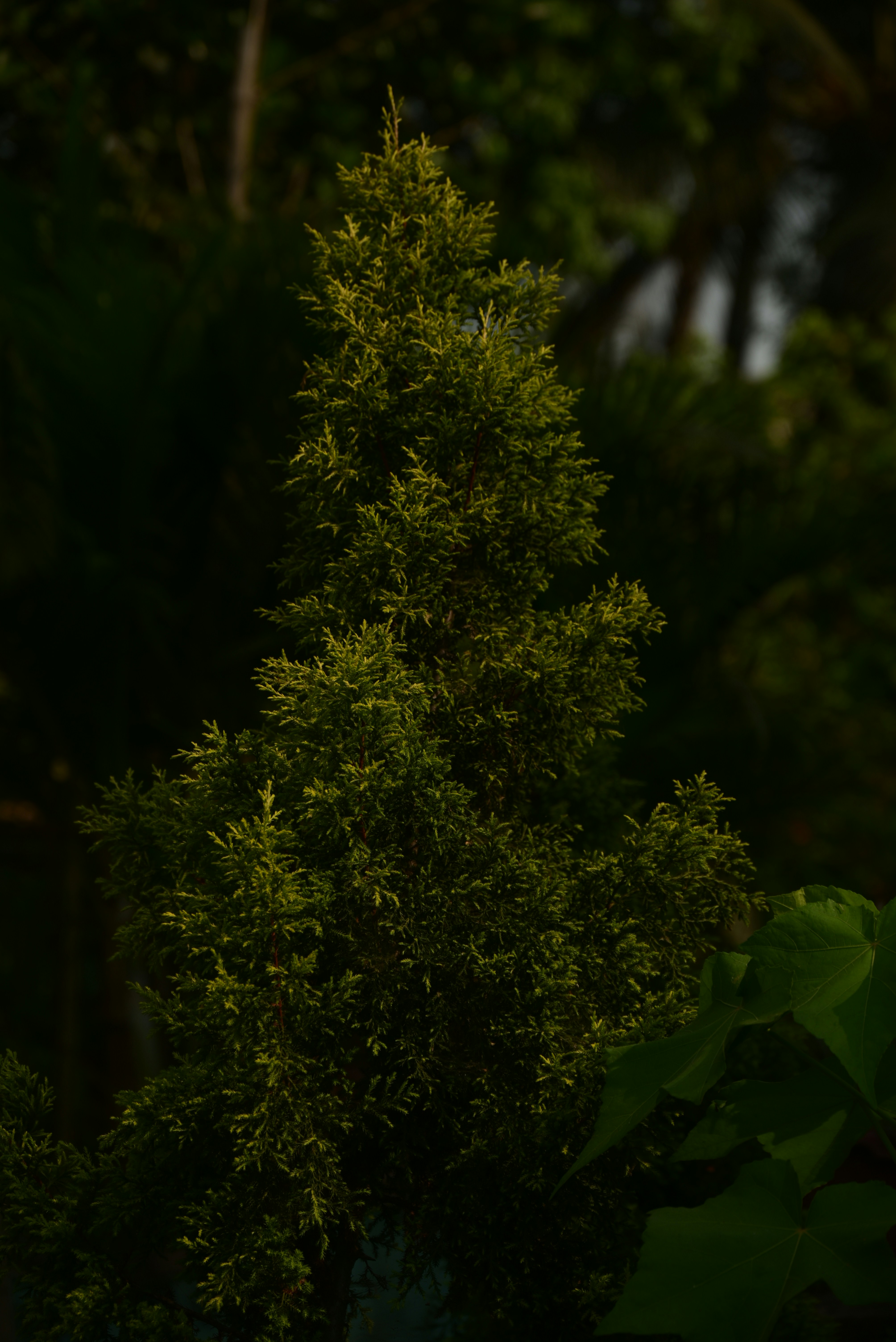 Photo by AJOY DAS with Nikon Z5