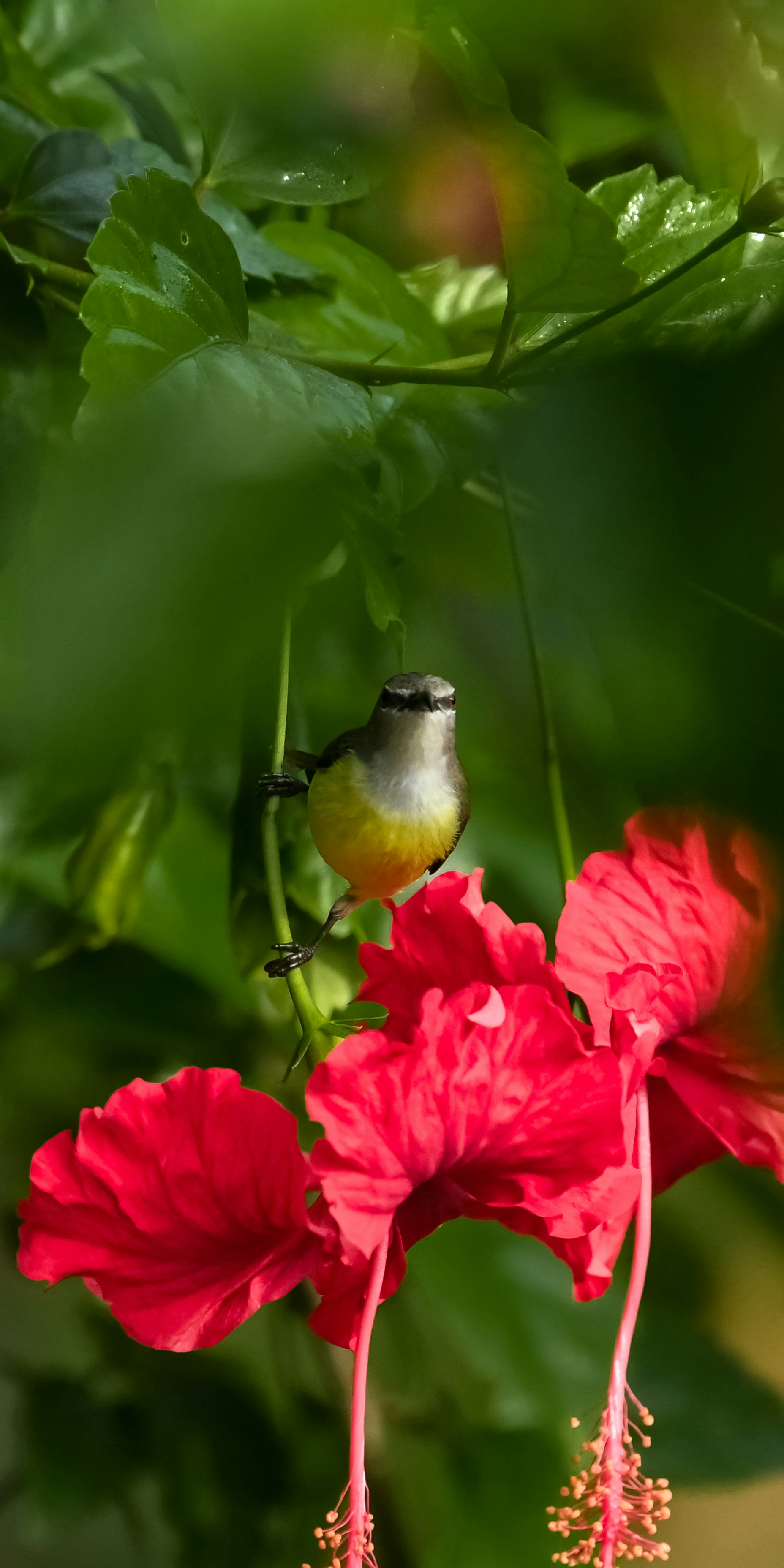 Yellow-bellied Visitor Perched Over Crimson Hibiscus in a Sea of Green