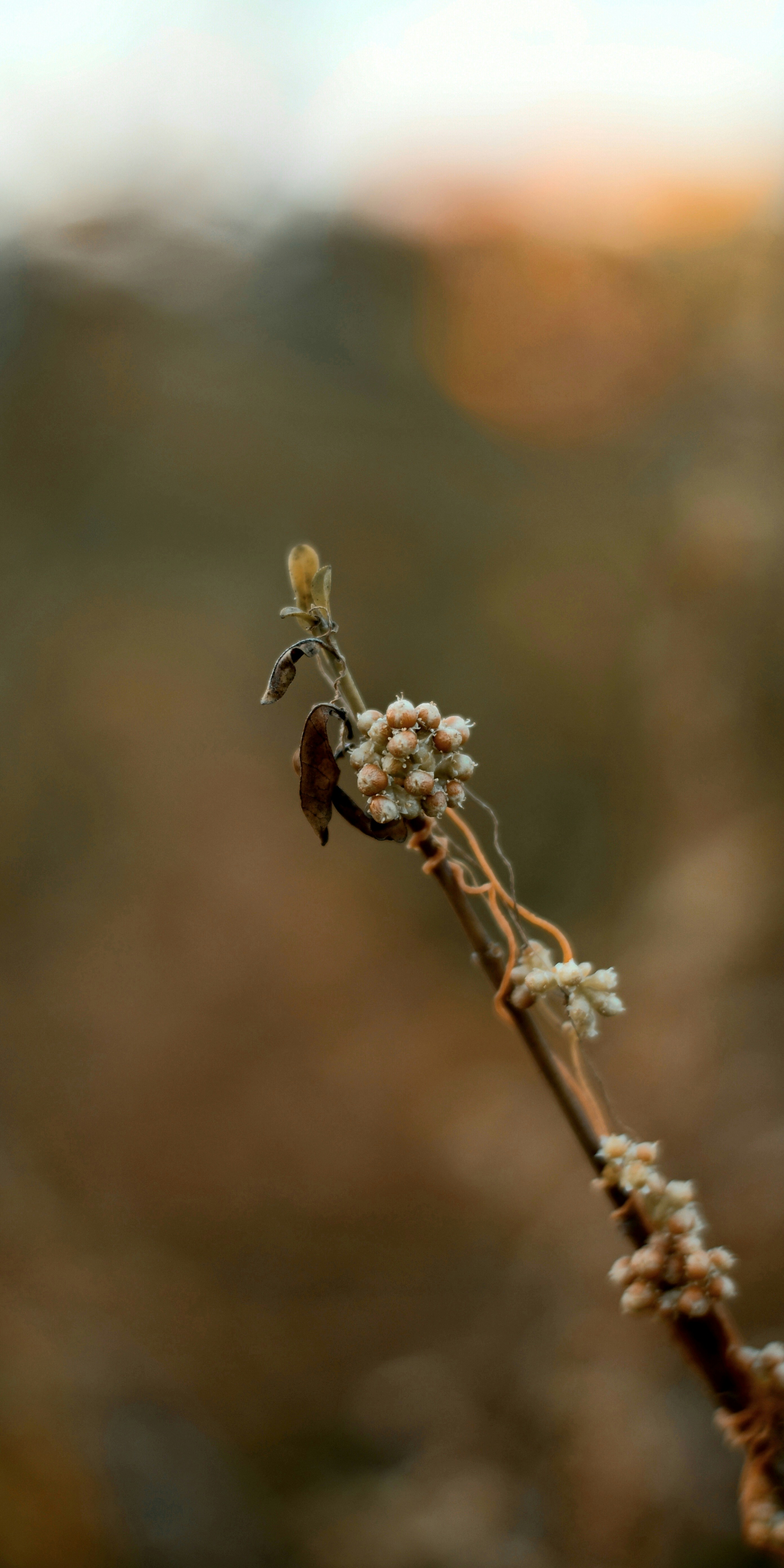 El tallo de una planta con semillas en una luz cálida. foto – Imagen de ...