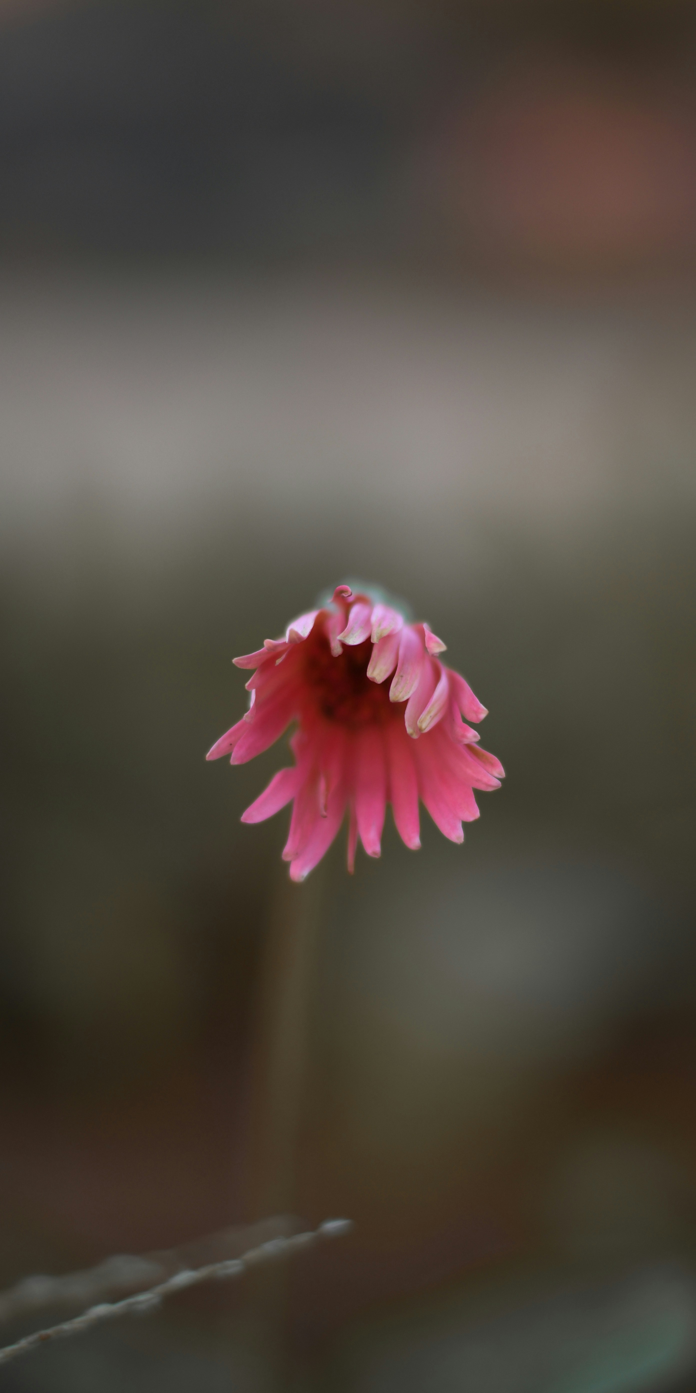 A dying pink flower with a blurred background. photo – Free Flower ...