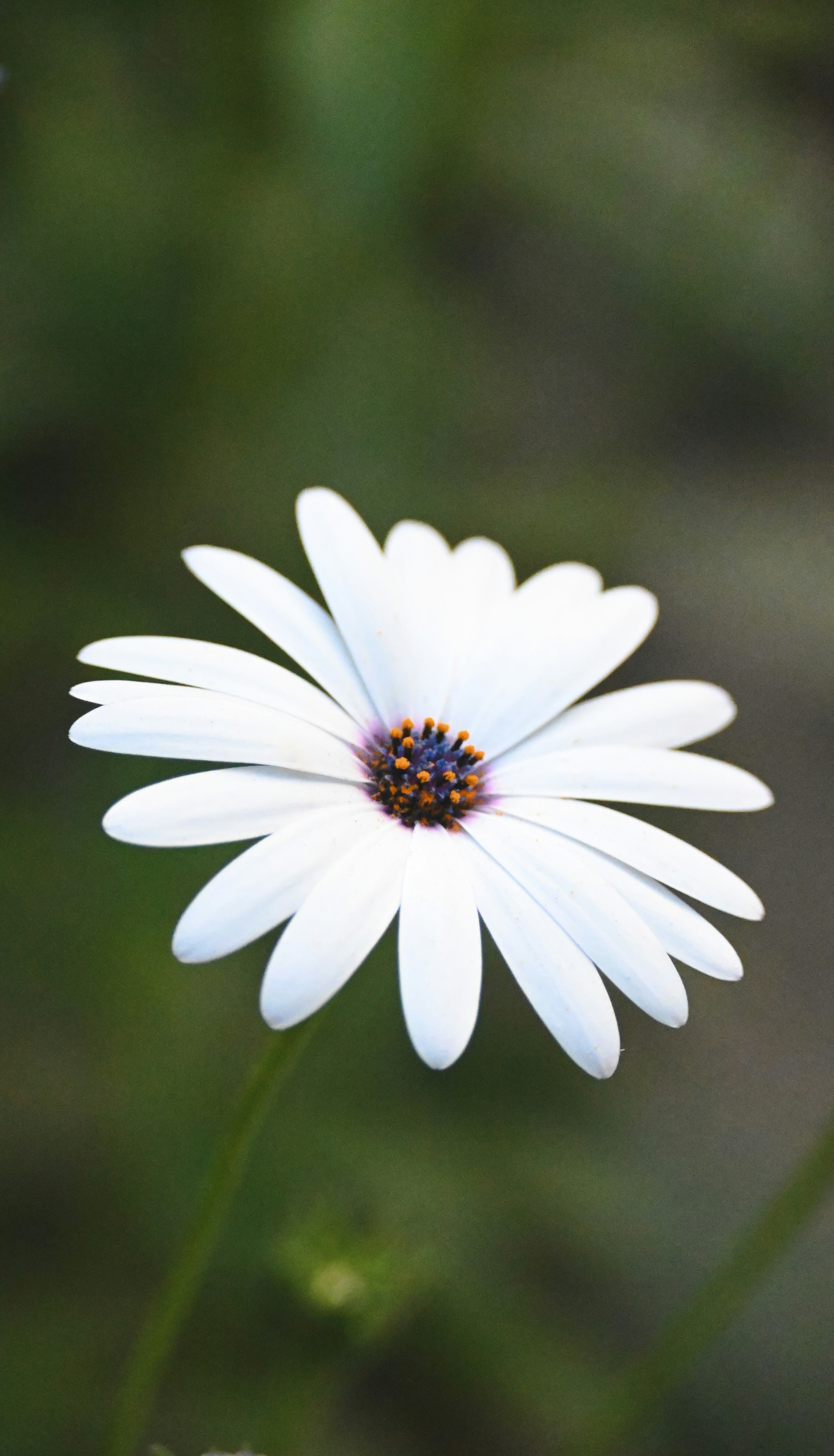 A white daisy in full bloom. photo – Free Full hd wallpaper Image on ...