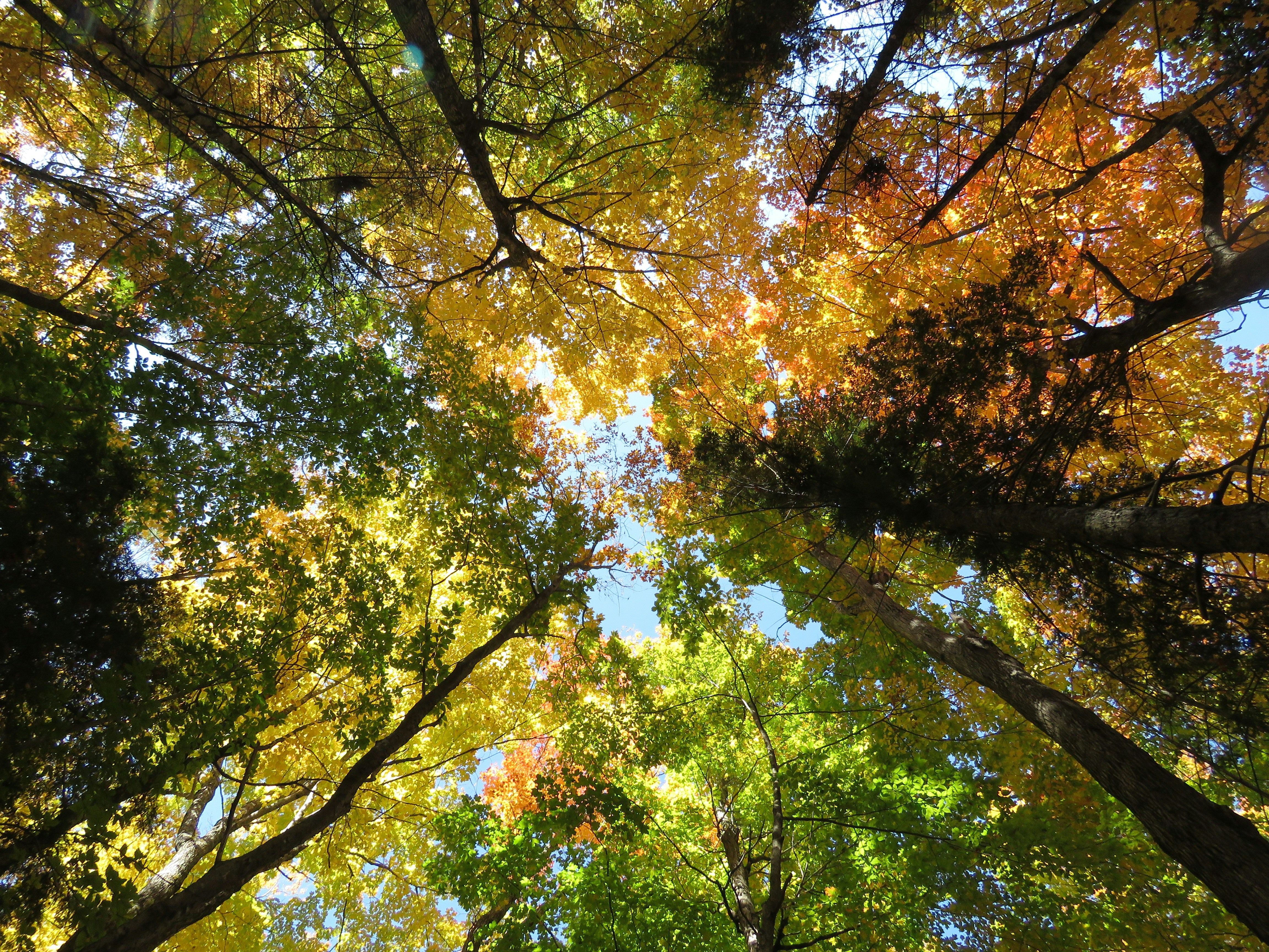 Looking up at colorful autumn trees. photo – Free Forest Image on Unsplash