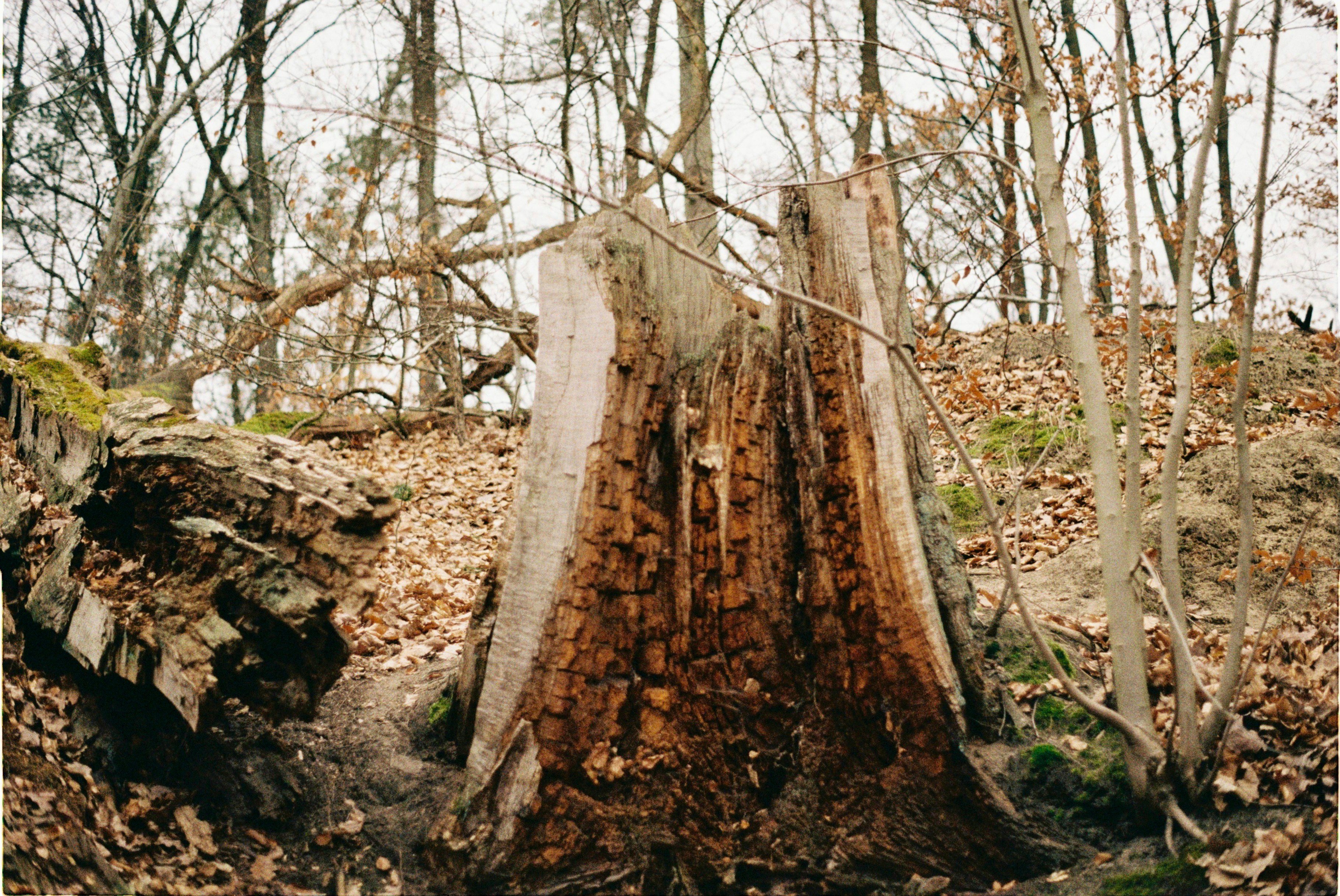 A decayed tree stump stands amidst the woods. photo – Free Forest Image ...