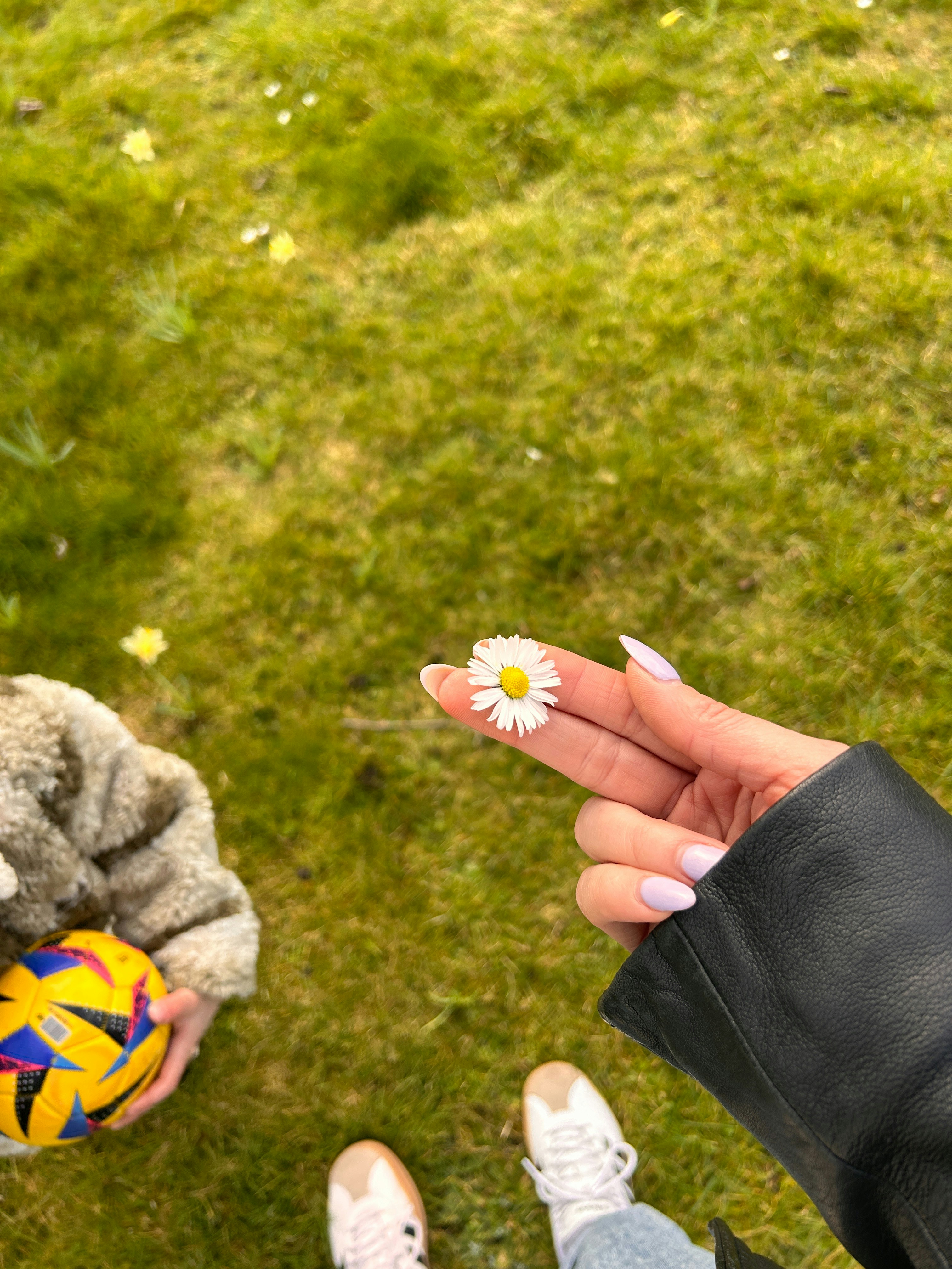 Close-up of a white daisy held between fingers over a grassy lawn, with a colorful ball and white sneakers visible in the background.