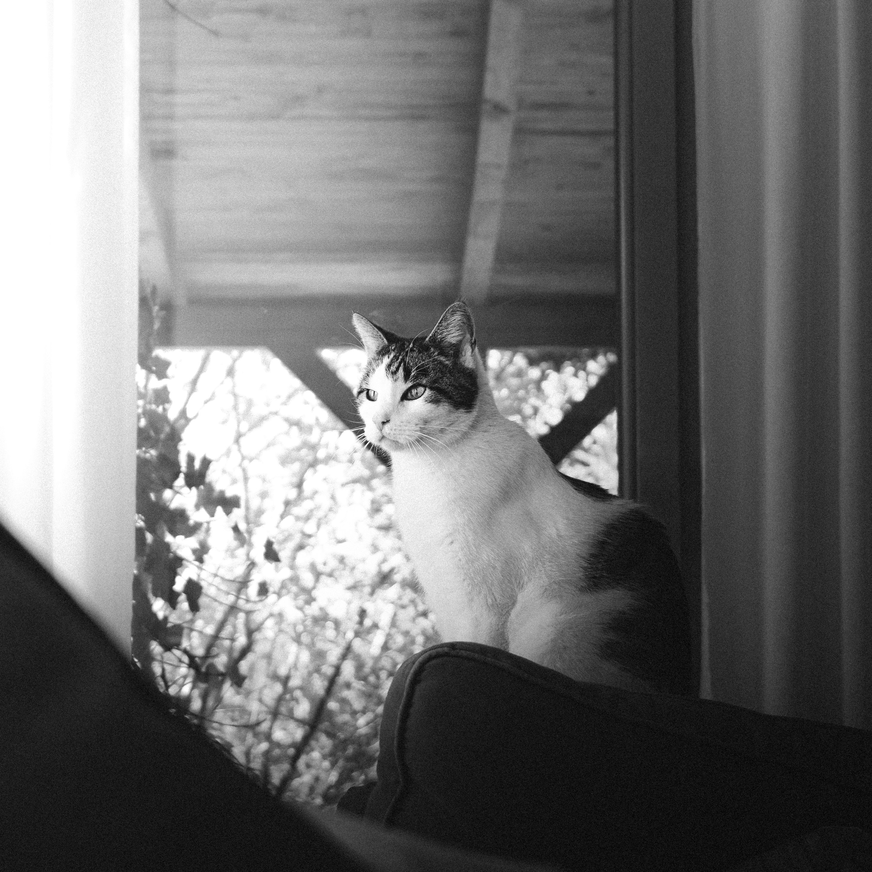 Un chat est perché sur un canapé près d’une fenêtre. photo – Image ...