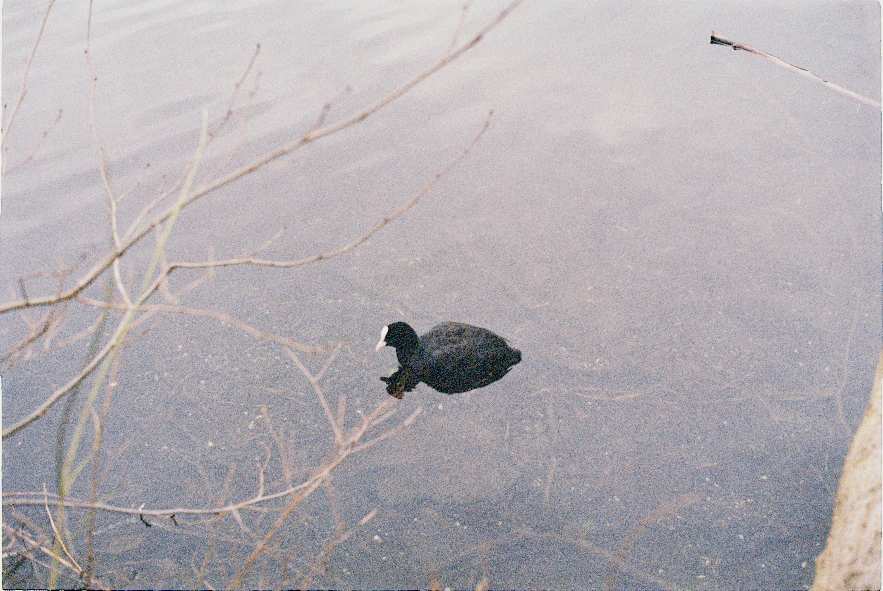 Lone Black Waterbird Drifts Across a Glassy River
