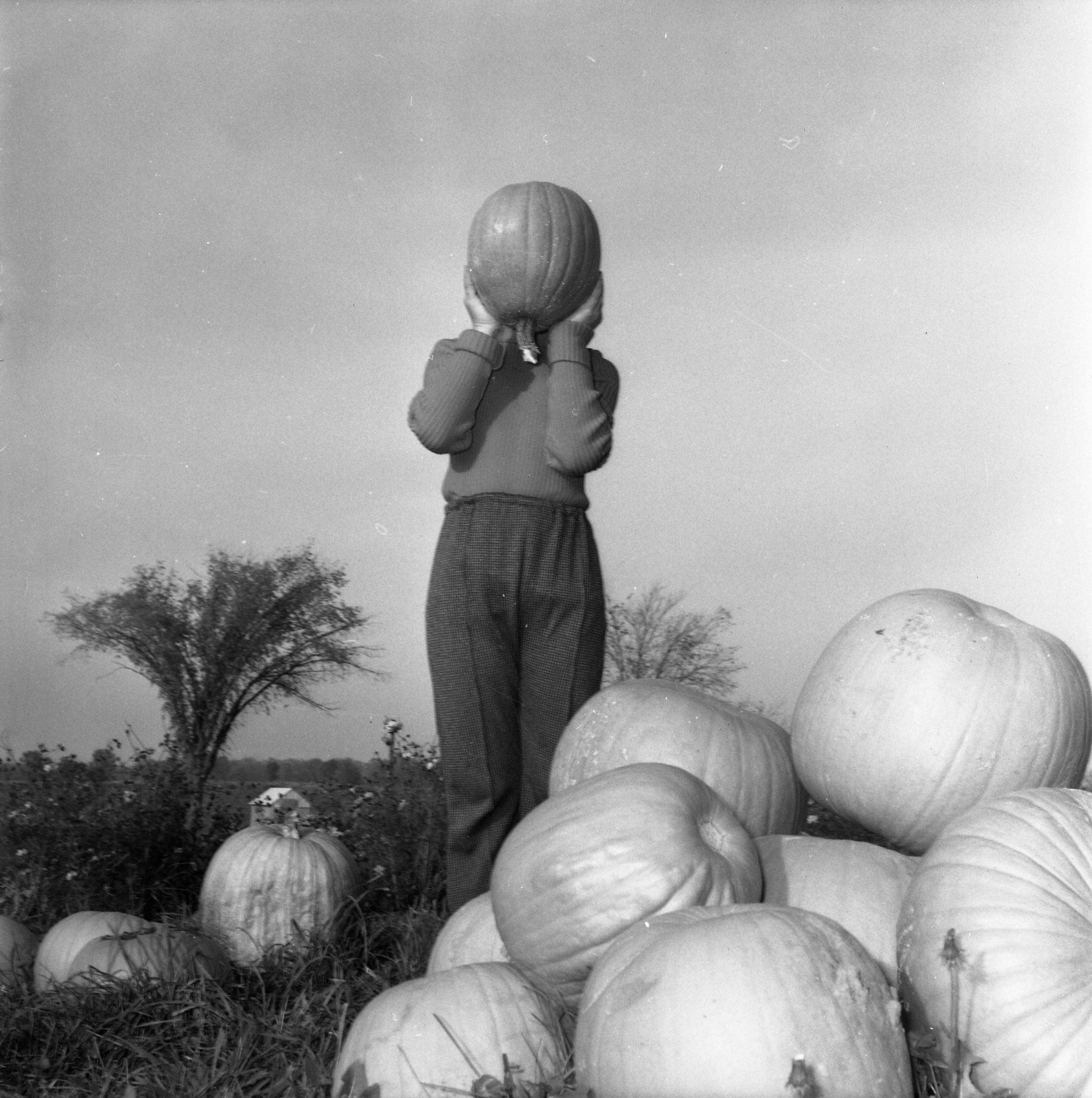 Free Food Image on Unsplash