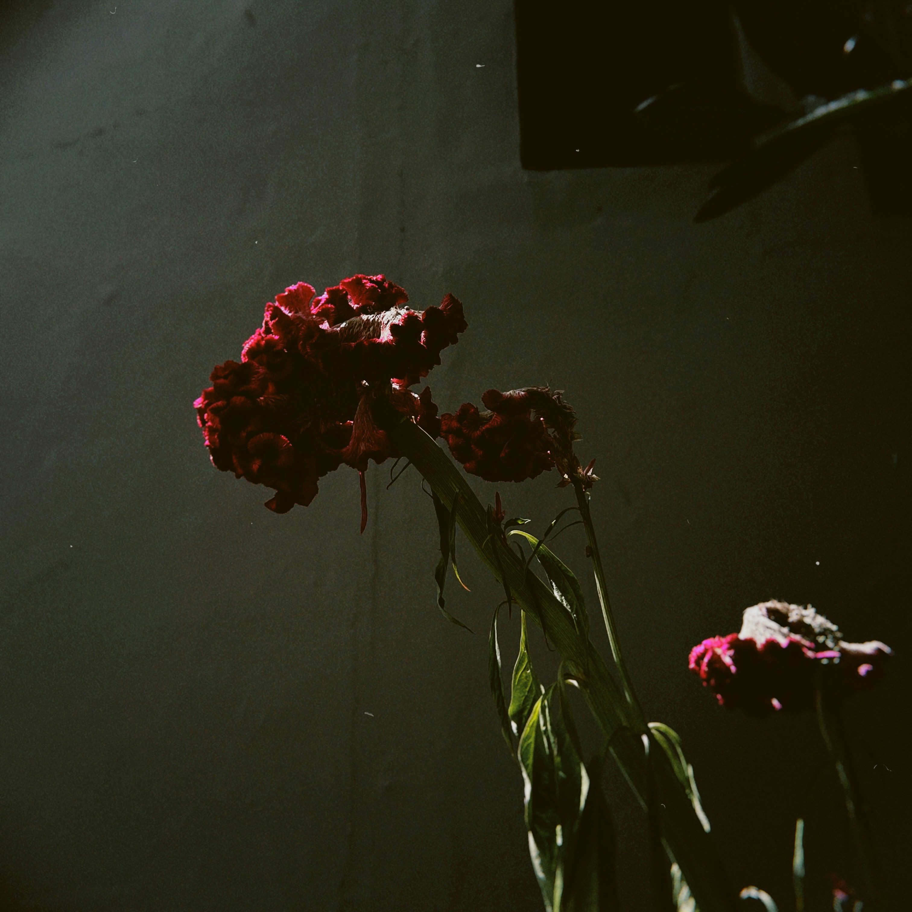 Crimson Wilt in Shadow: Wilted Roses Sidelit Against a Velvet Wall