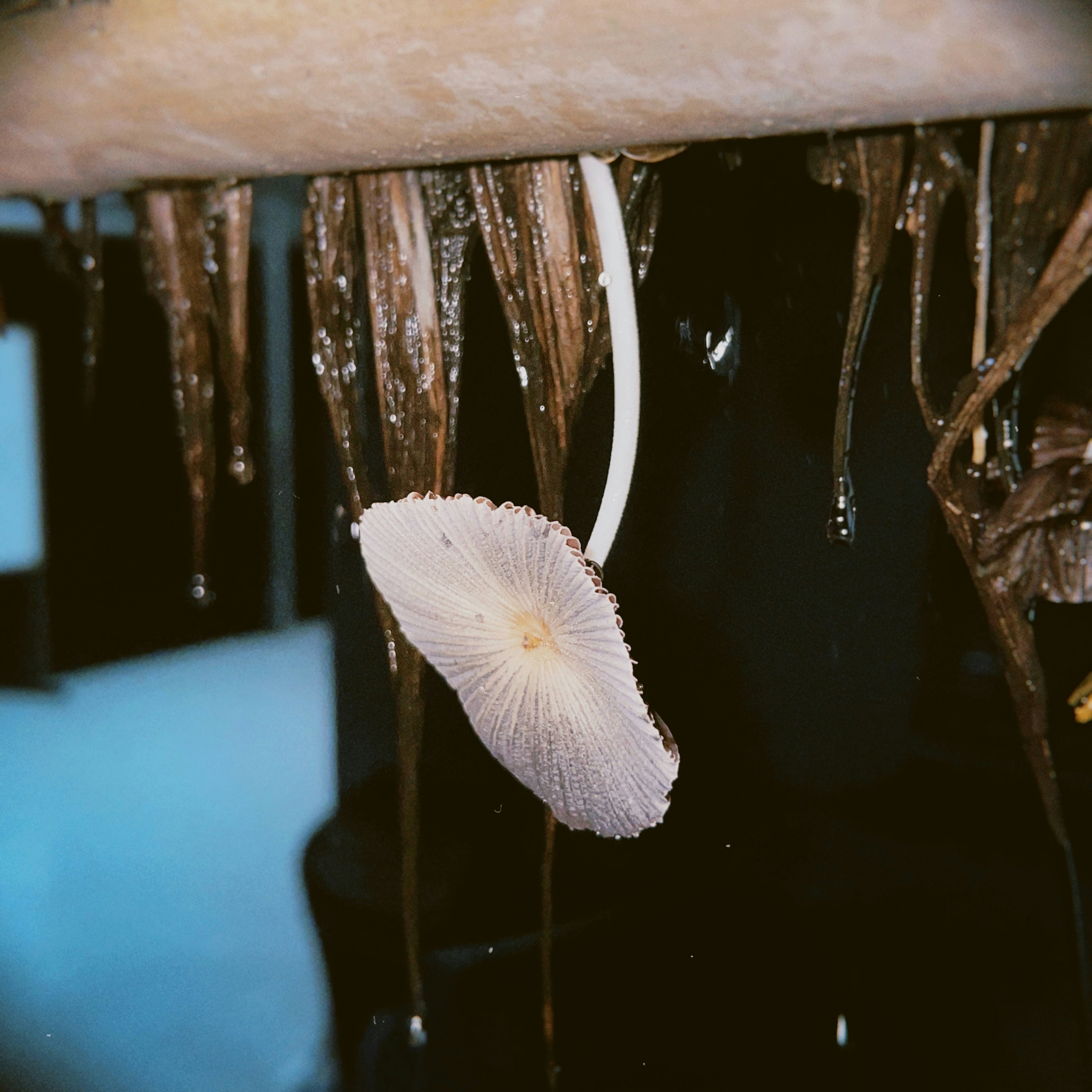 A lone white mushroom pendant under a weathered wooden ledge