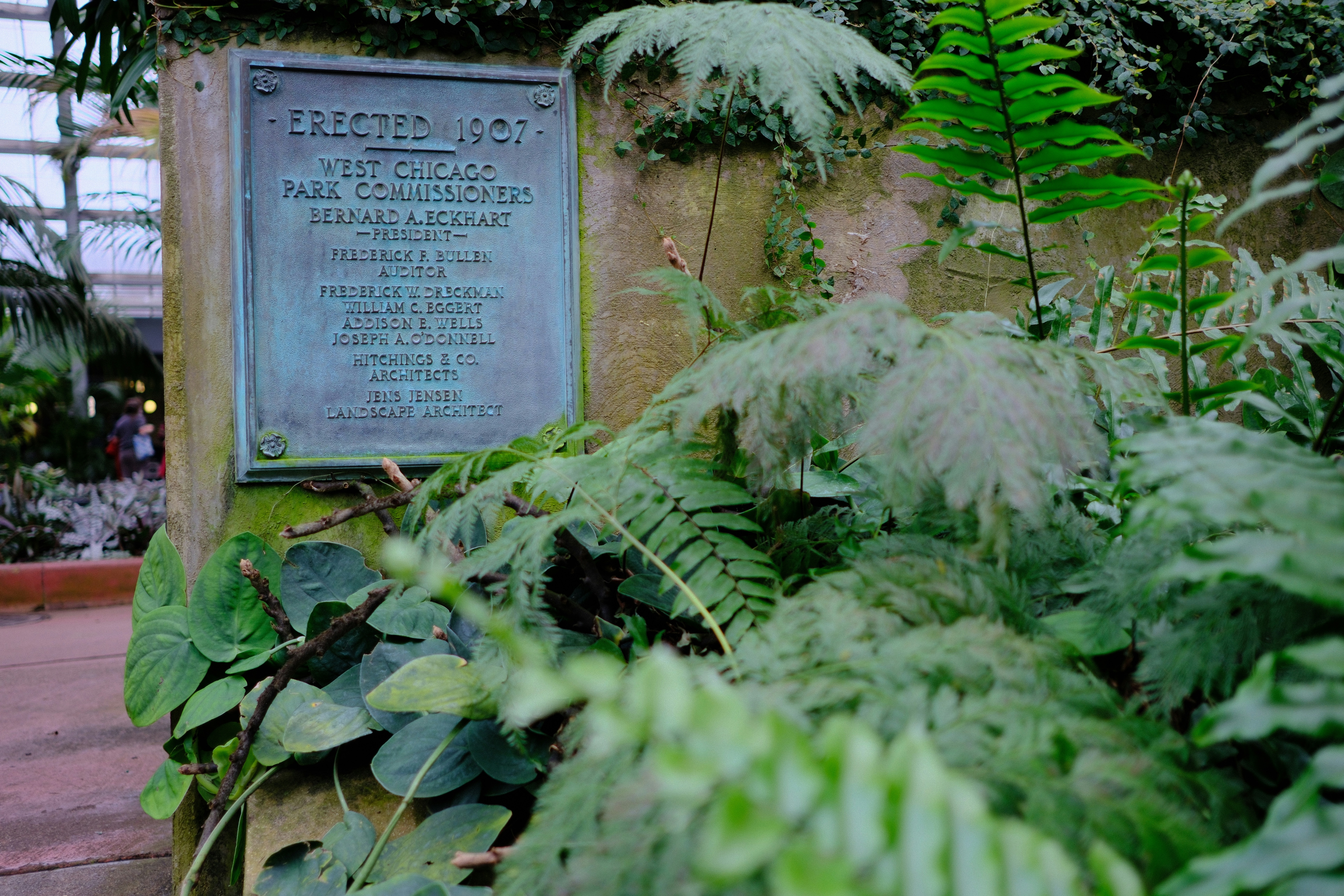 Plaque surrounded by lush ferns in a botanical garden.