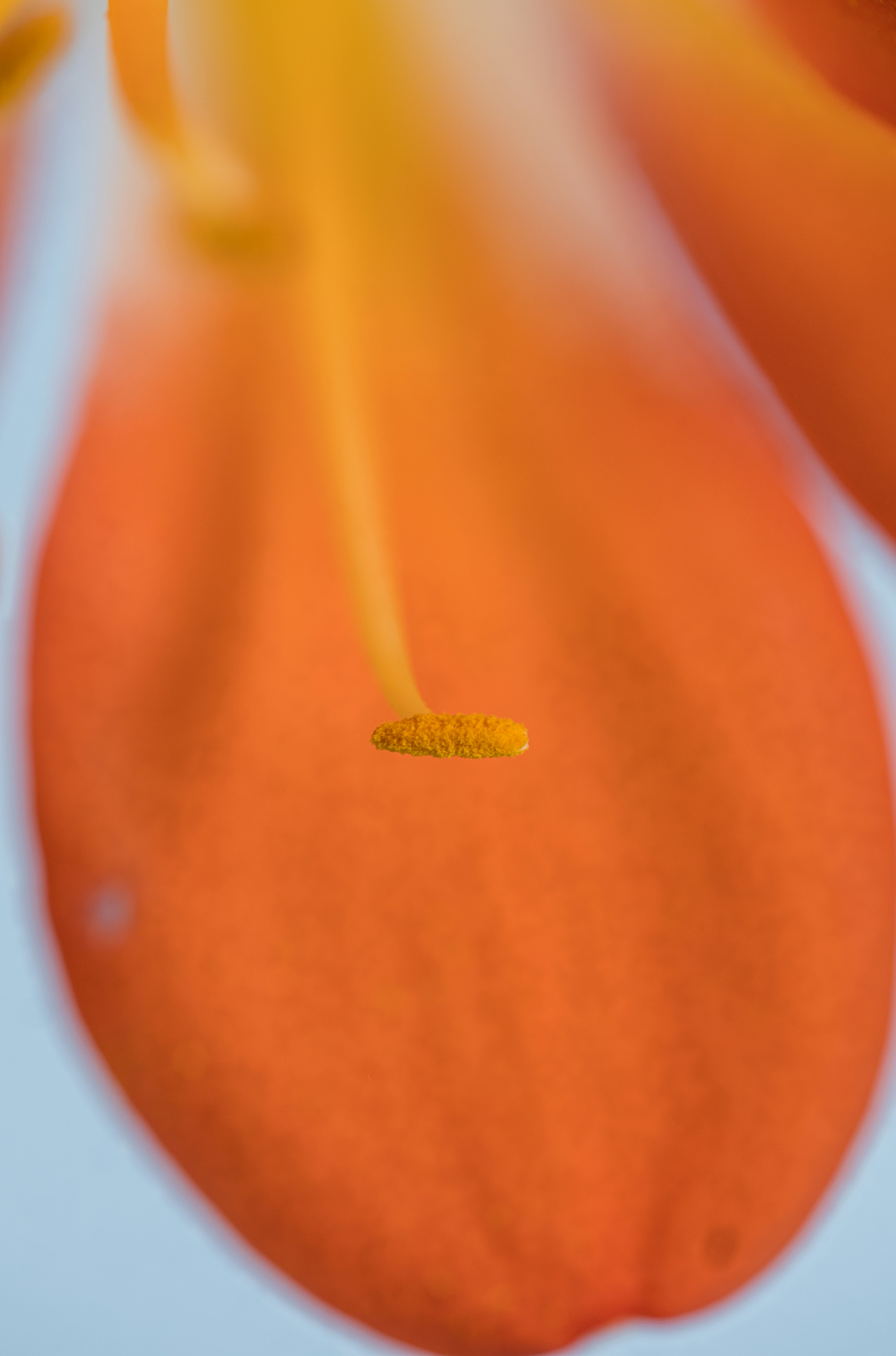 The Heart of Bloom: A Floral Close-Up