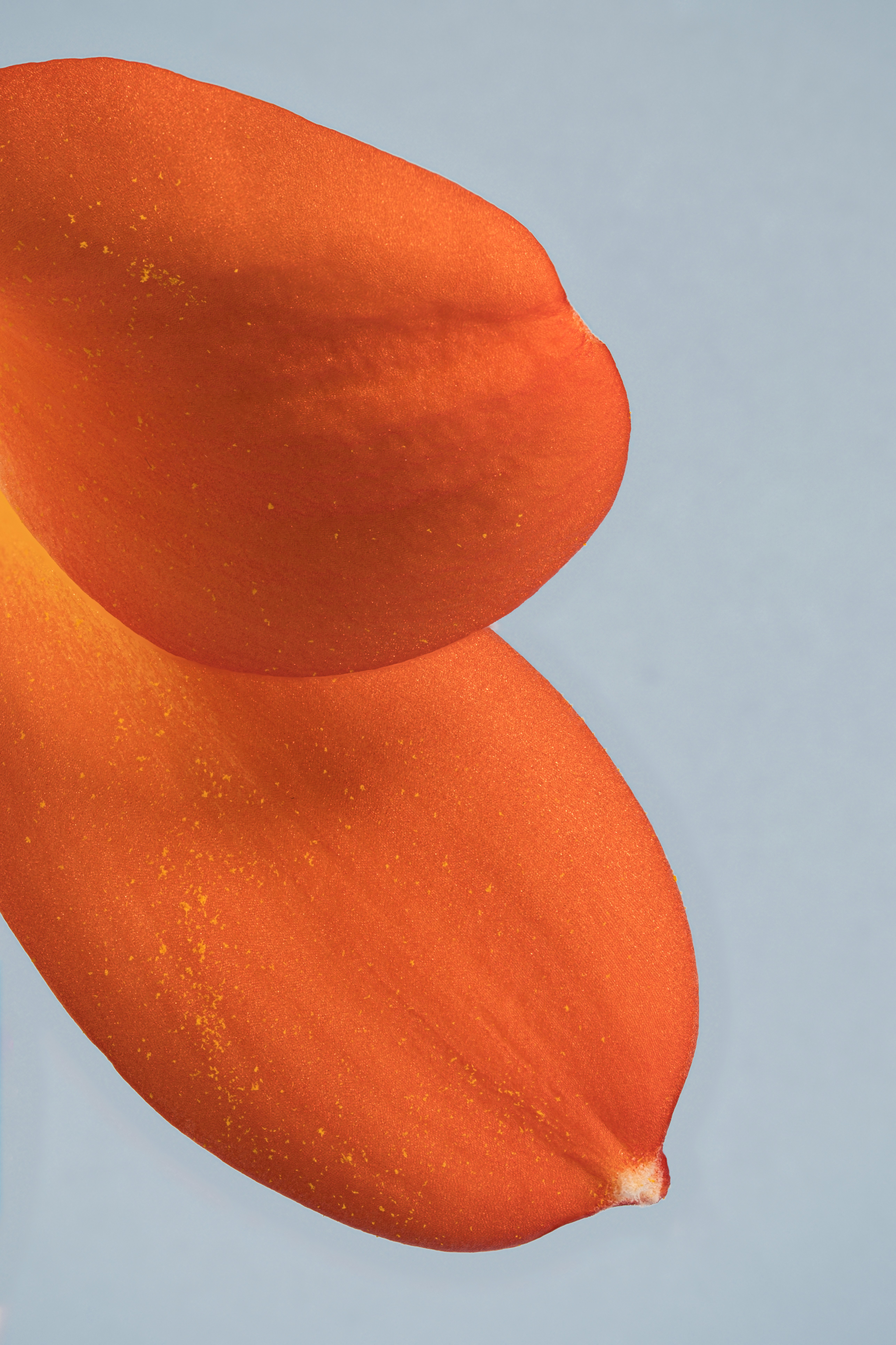 Close-up of two vibrant orange petals against a soft blue backdrop.