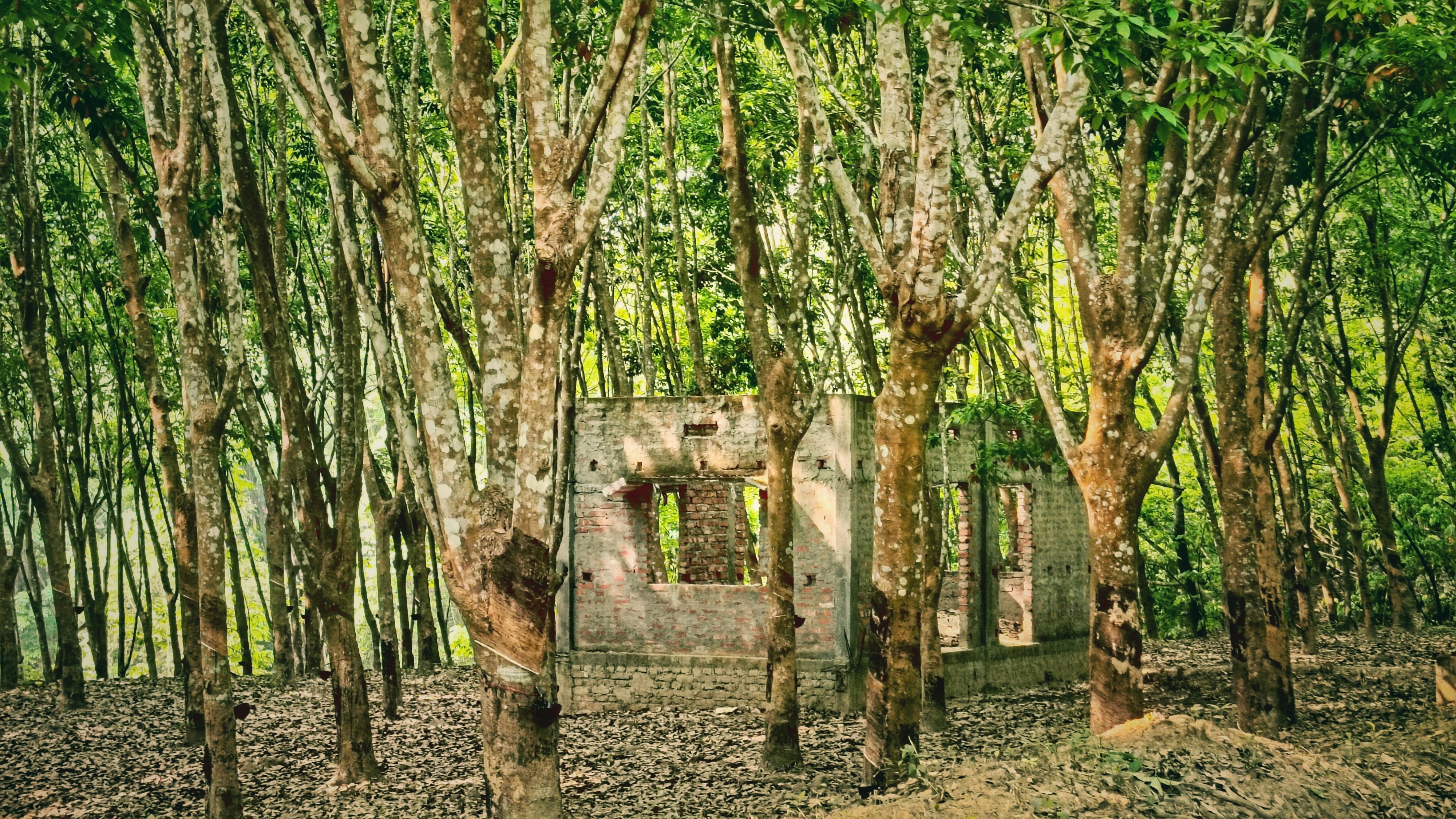 Dense forest frames a weathered brick ruin peeking through the trunks, a quiet scene of nature reclaiming man-made space.