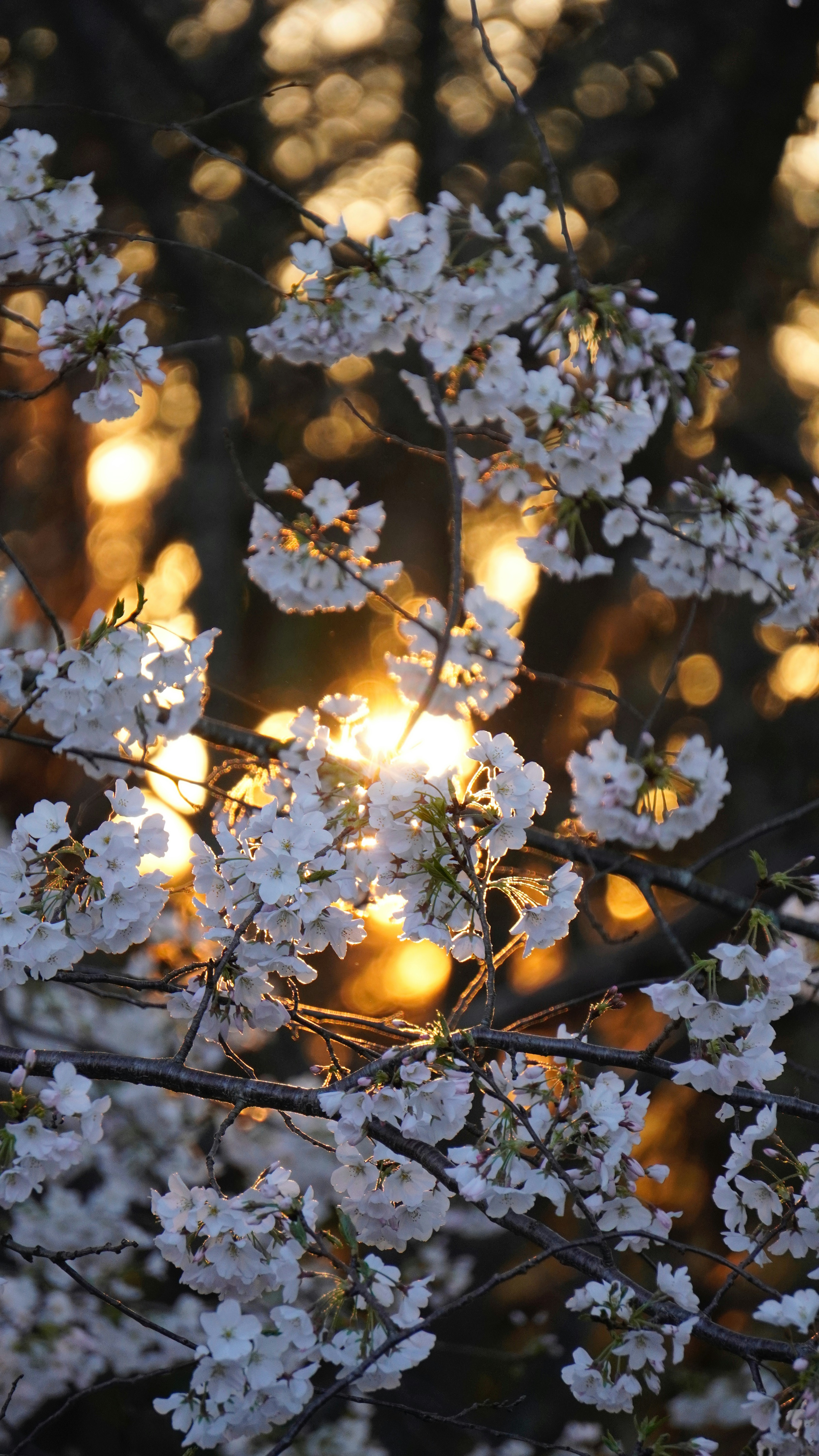 Sunset-Backlit Cherry Blossoms: A Quiet Dance of Light Through White Petals
