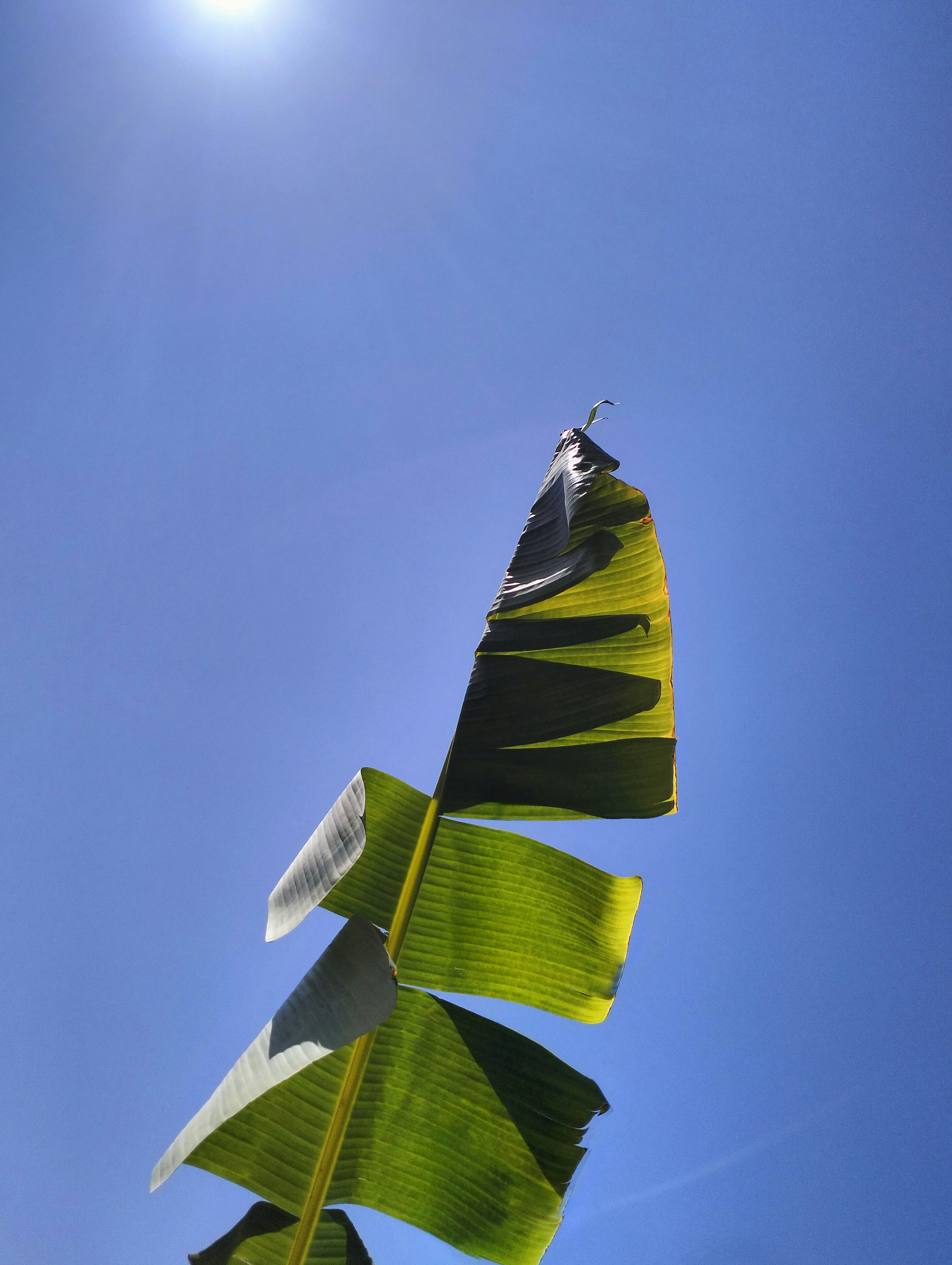 Photo by IMJM with Oppo A96